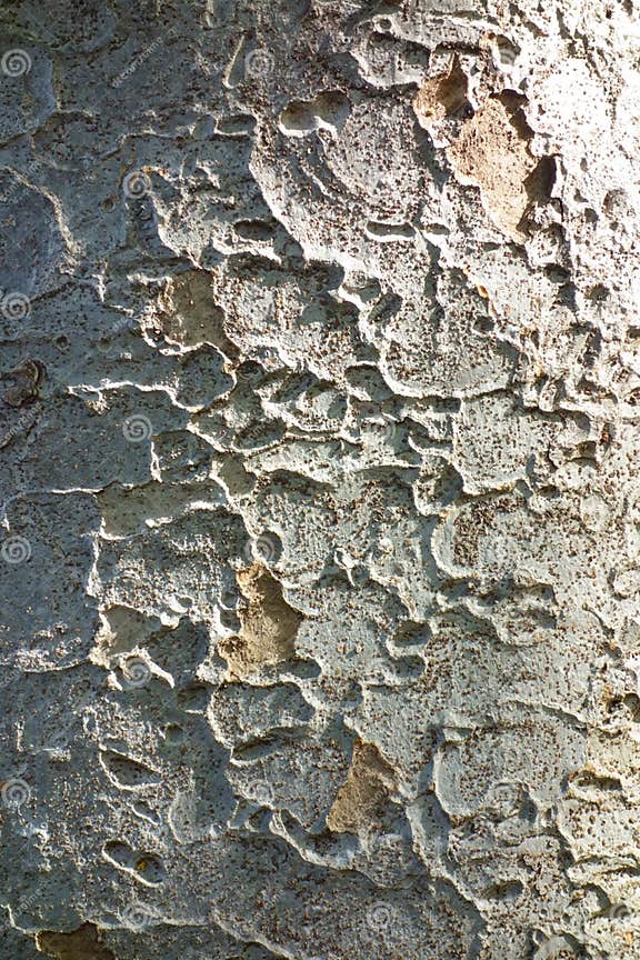 Tree Trunk, Surface Texture Stock Photo - Image of nature, bark: 254191374