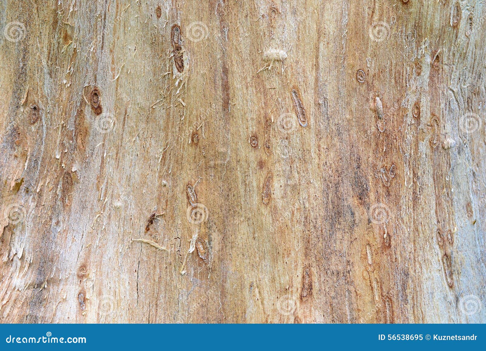Tree trunk stock image. Image of stripped, wild, brown - 56538695