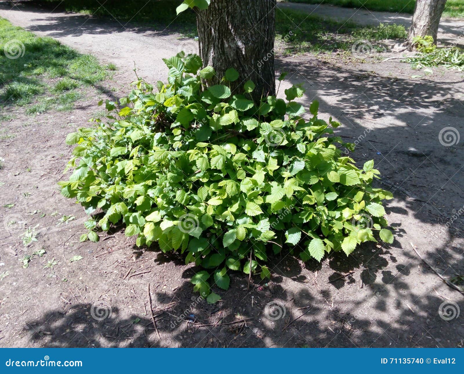 Tree Trunk Surrounded by Green Leaves on the Ground Stock Photo - Image ...