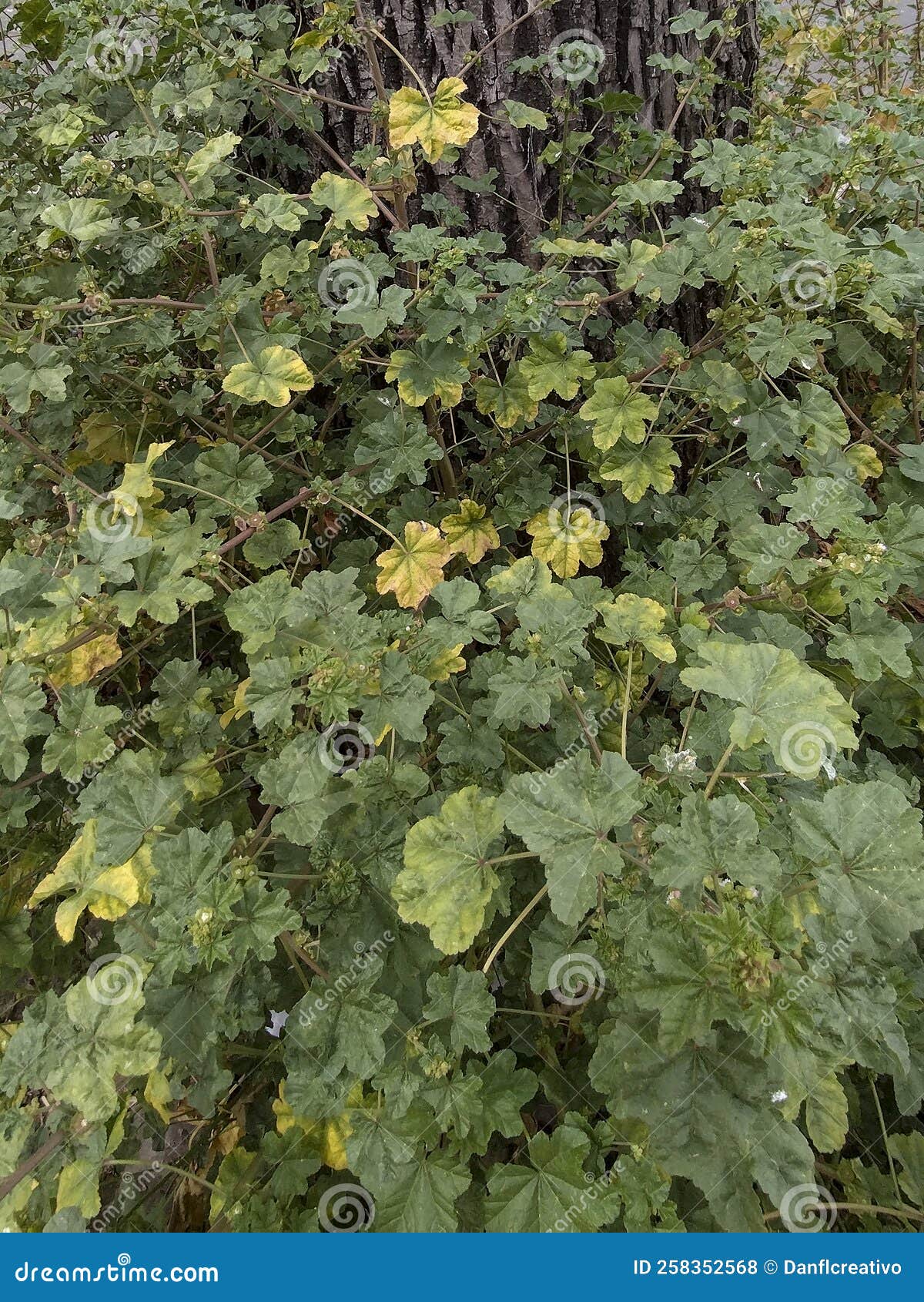 Tree Trunk Surrounded by Plants Stock Photo - Image of tree, closeup ...