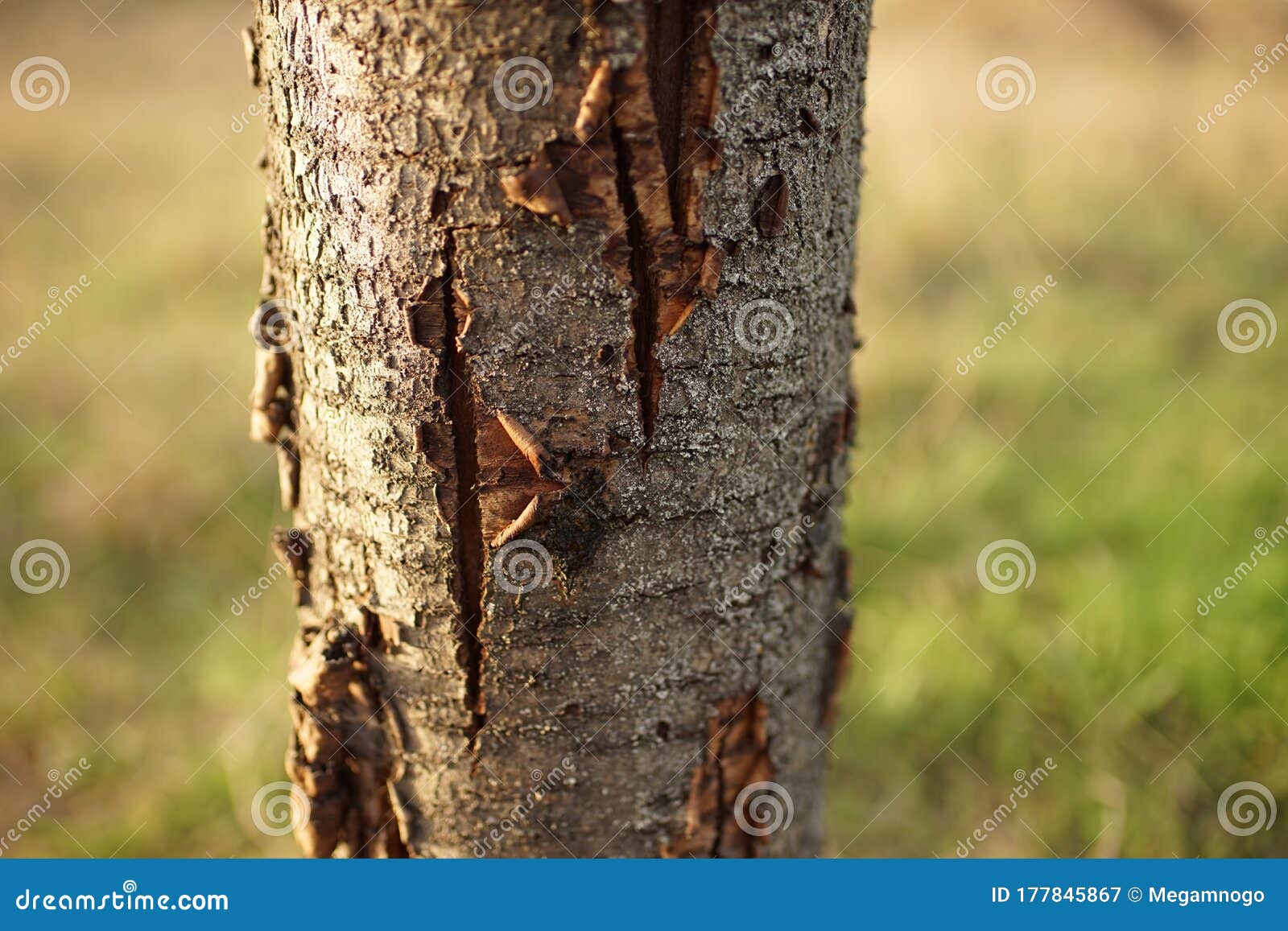 Tree Trunk Sweet Cherry Tree with Scrubbing Bark Closeup Stock Image ...
