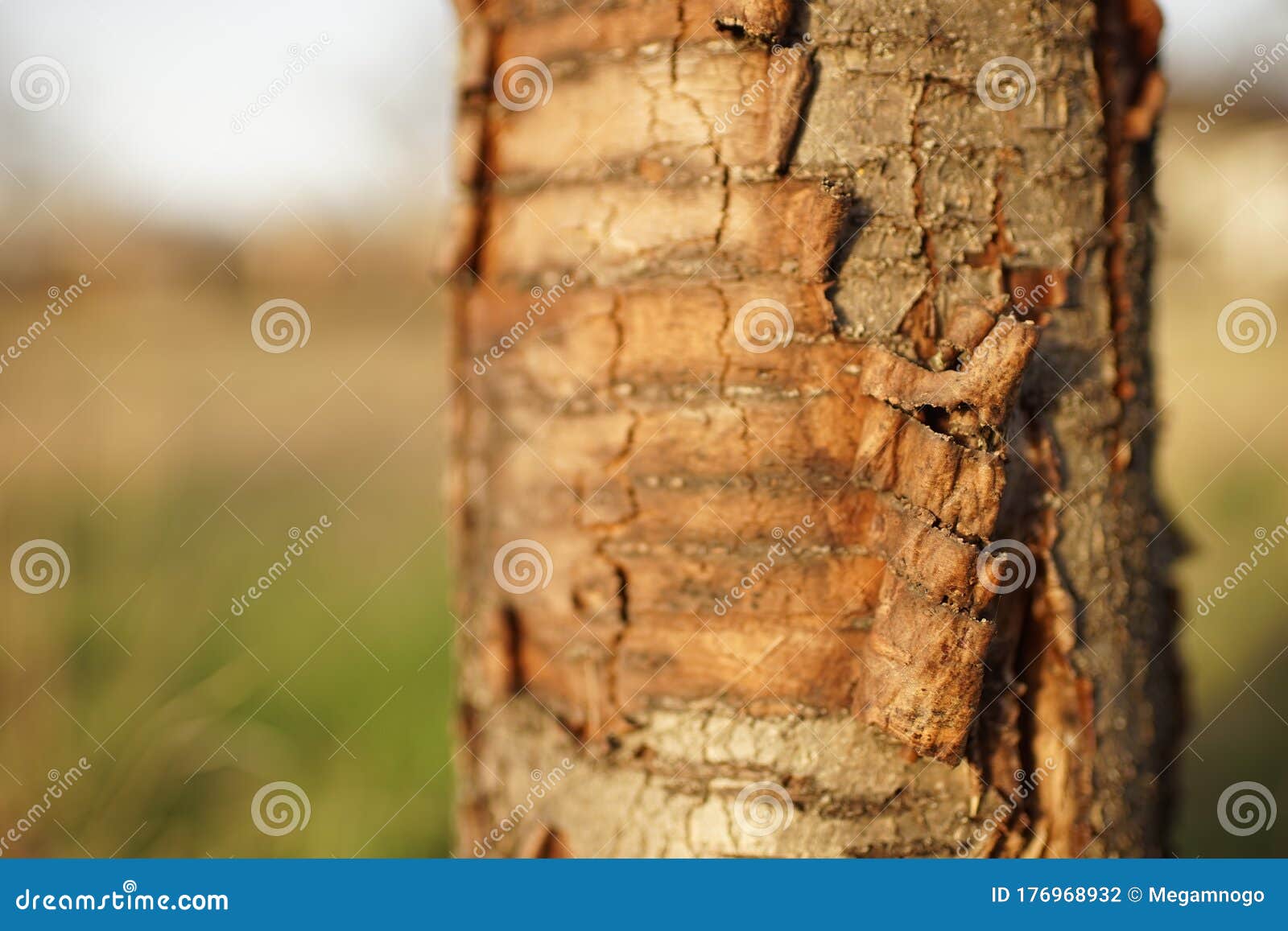 Tree Trunk Sweet Cherry Tree with Shabby Bark Stock Photo - Image of ...