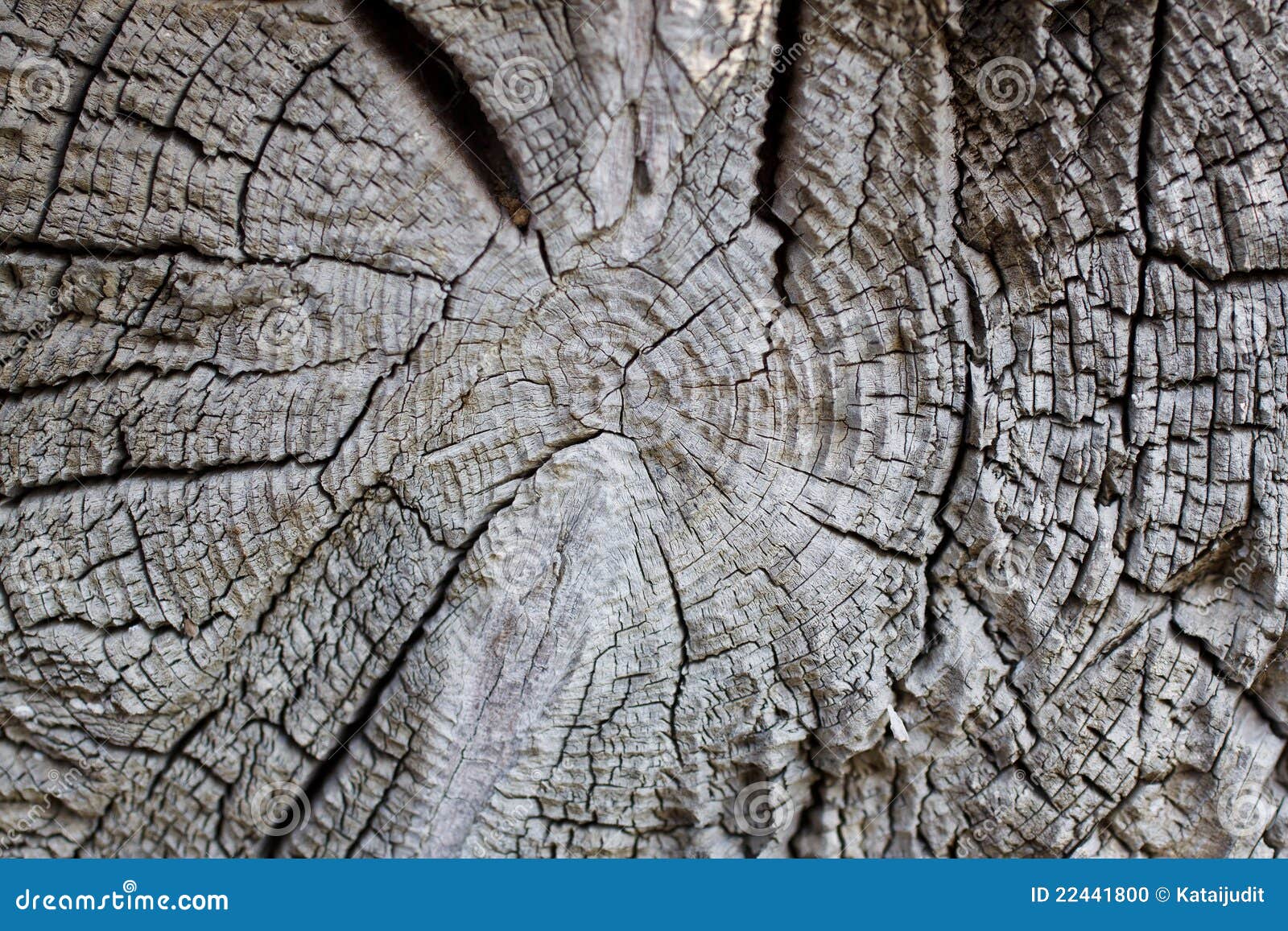 Tree trunk texture stock photo. Image of nature, grow - 22441800