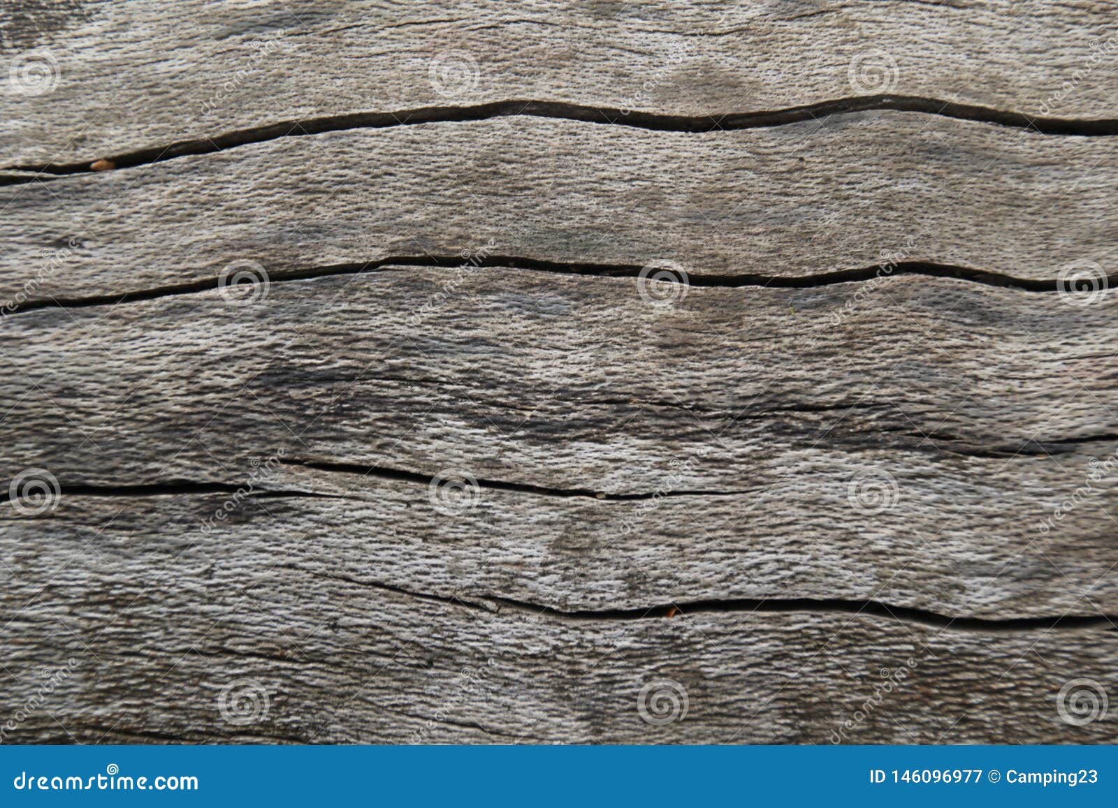 Tree Trunk texture stock image. Image of full, grain - 146096977