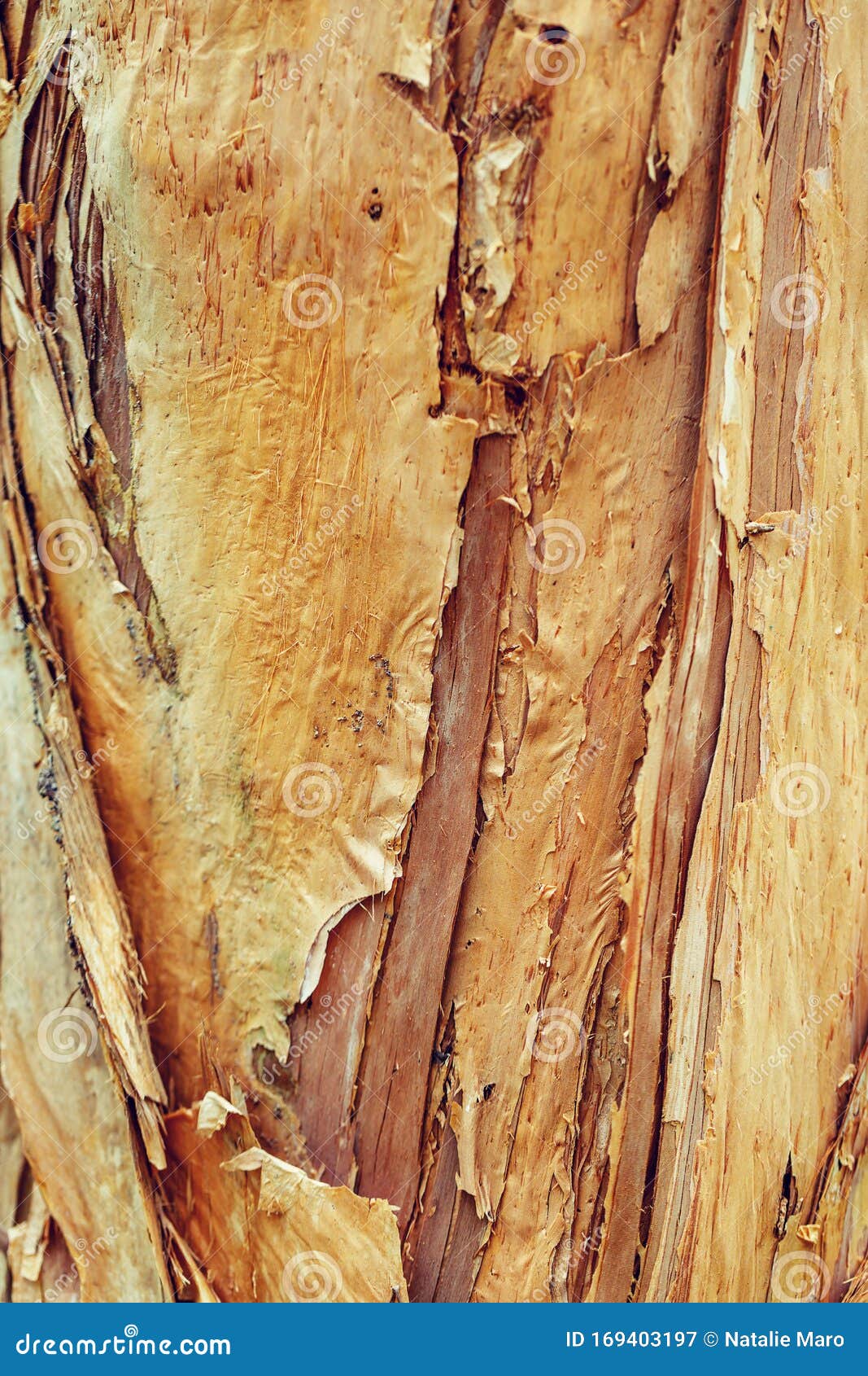 Tree trunk background stock image. Image of close, pattern - 169403197
