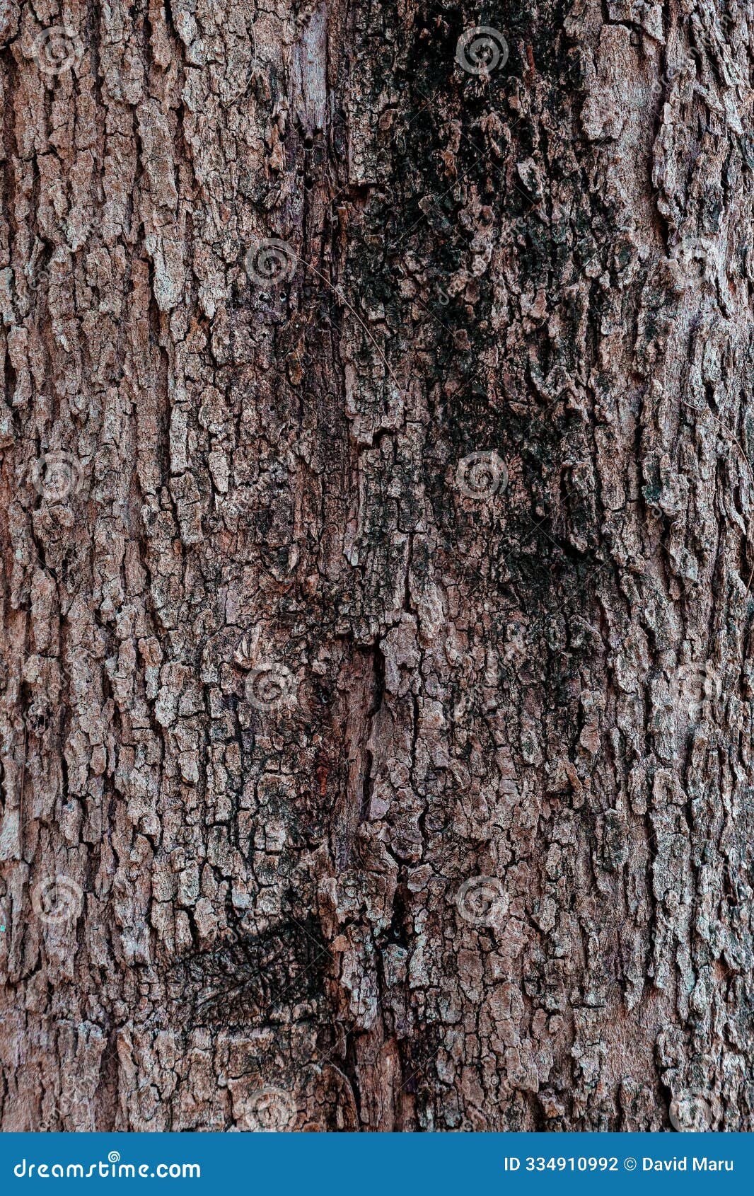 Tree Trunk Texture with Black List Stock Photo - Image of tree, black ...