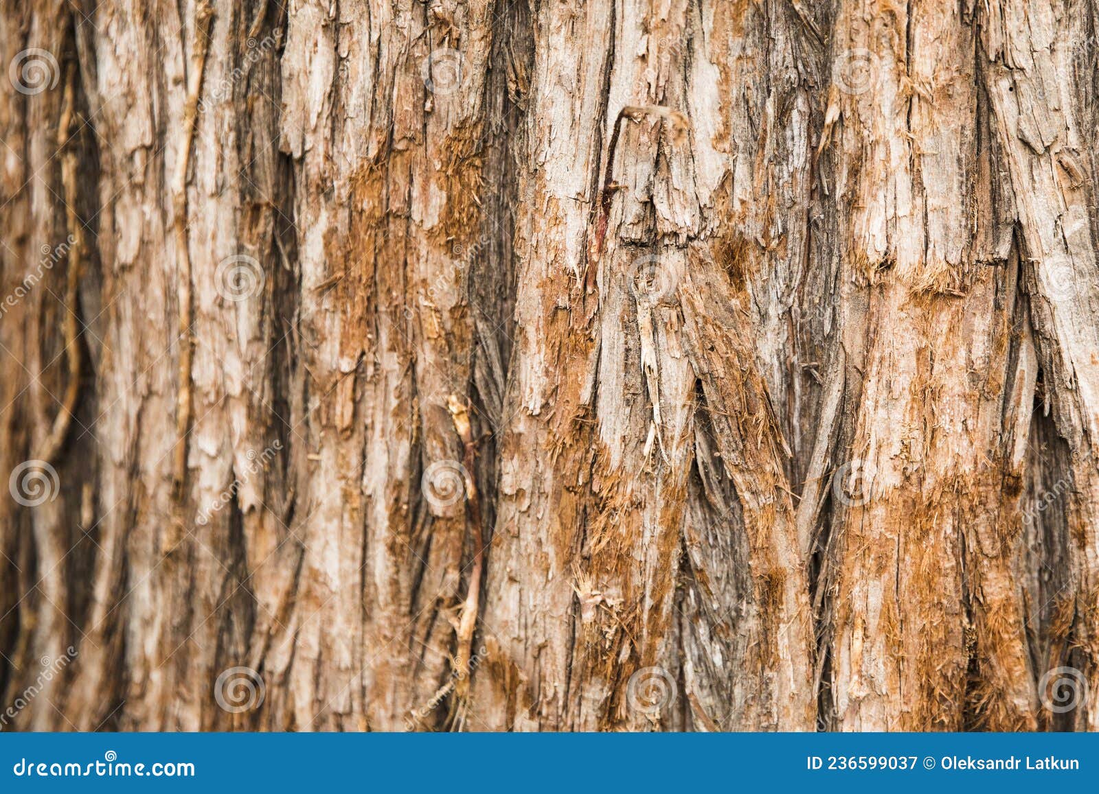 Tree Trunk Texture Close Up. High Quality Photo Stock Image - Image of ...