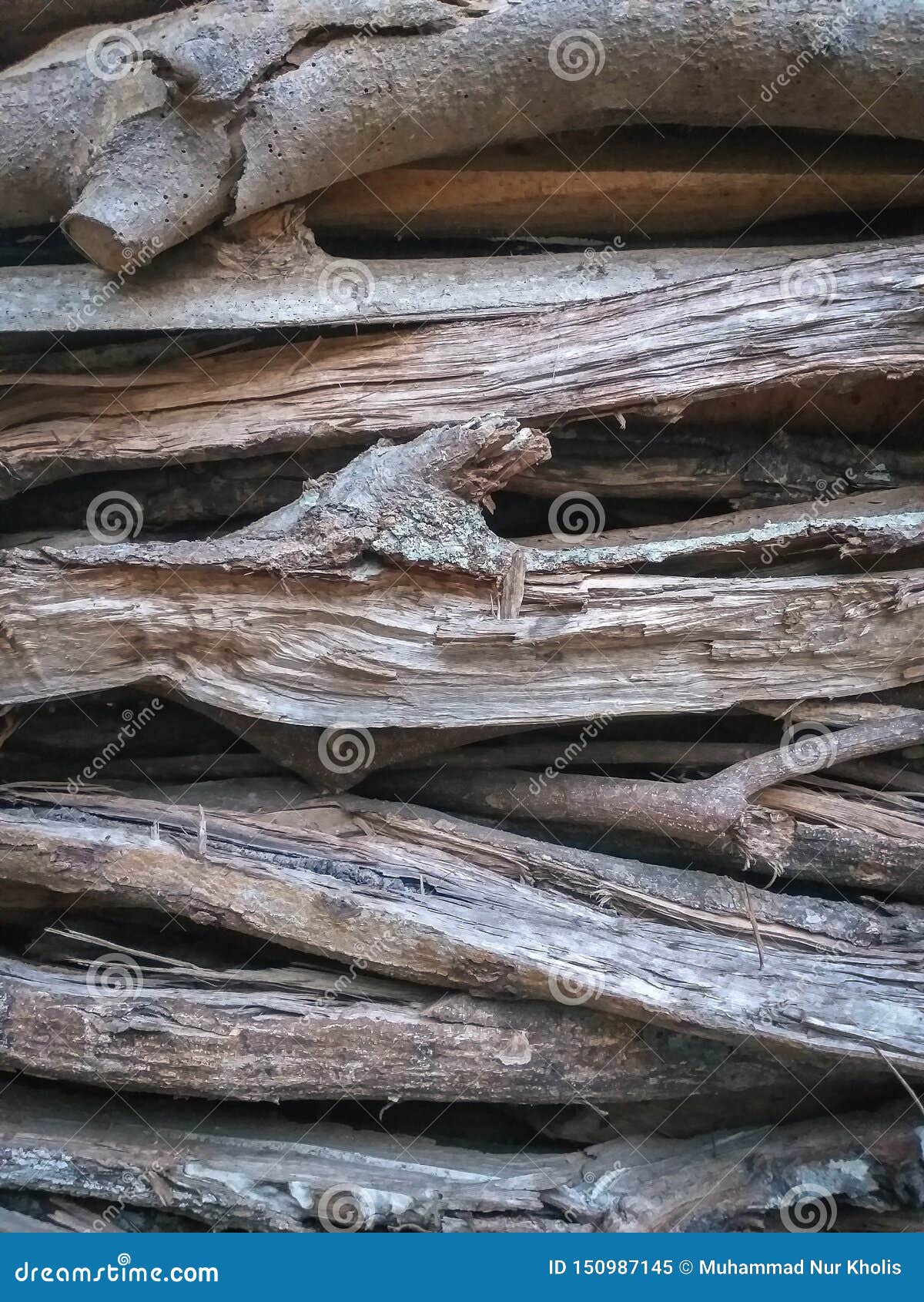 Tree Trunk Texture during the Dry Season Stock Image - Image of park ...