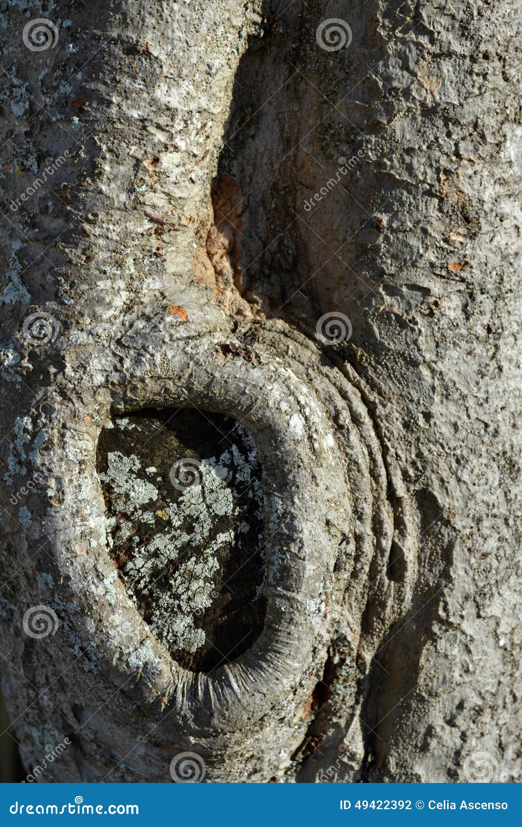 Tree Trunk Texture with Knot Stock Photo - Image of close, bark: 49422392