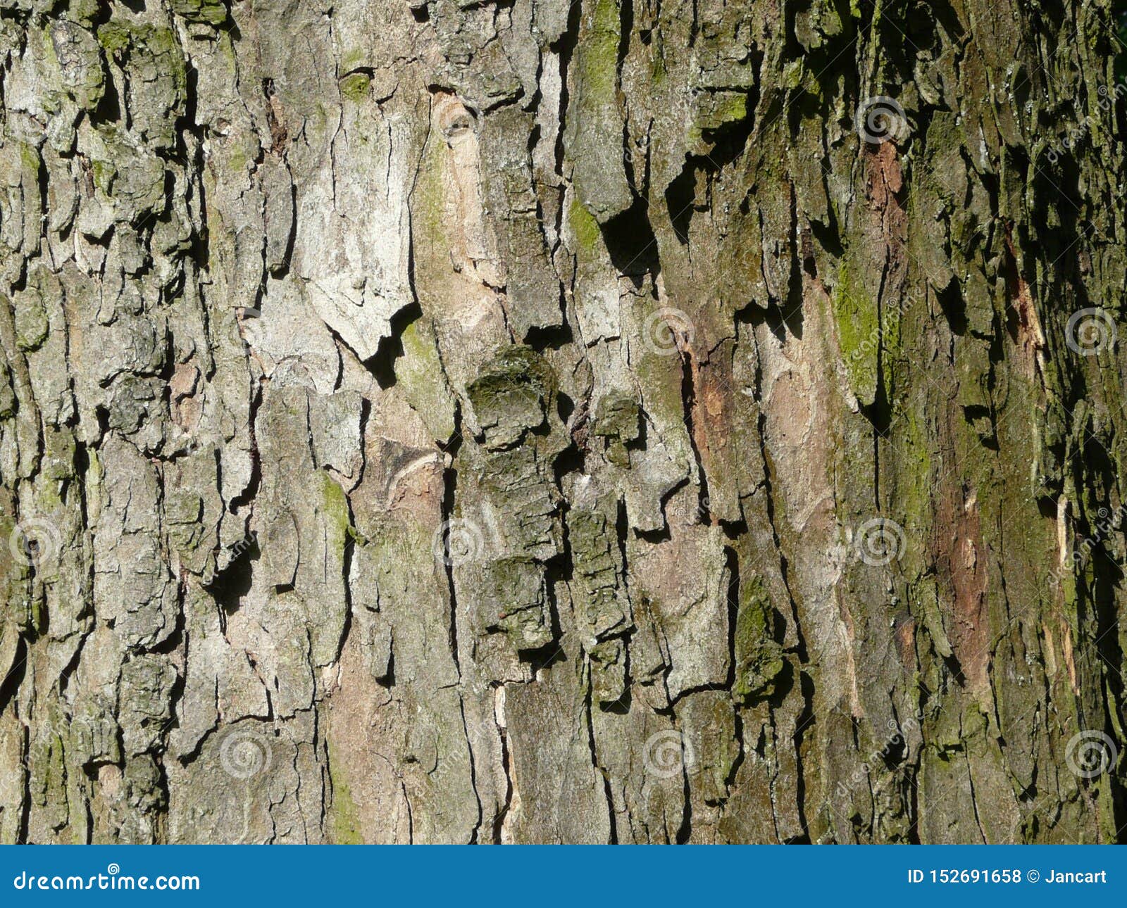 Tree Trunk Texture Light Brown Stock Photo - Image of light, tree ...