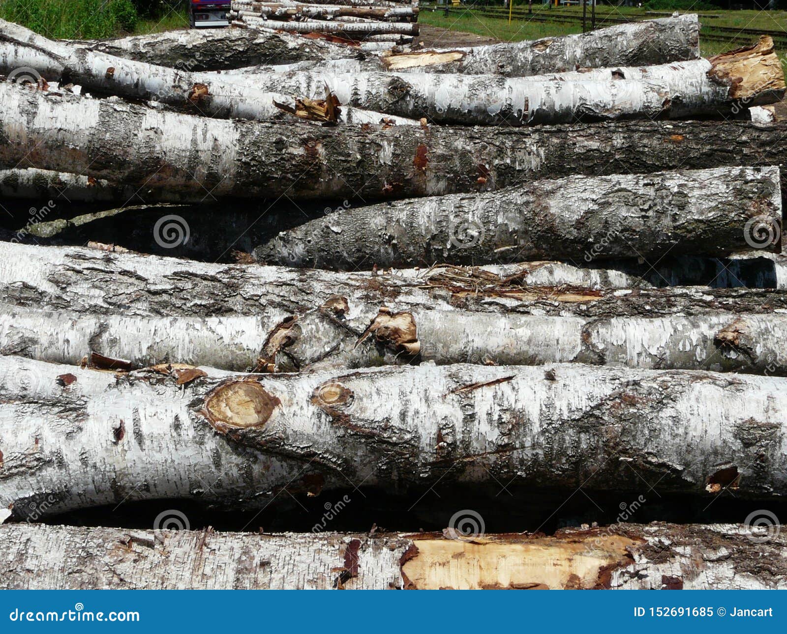 Tree Trunk Texture Light Brown Stock Image - Image of beautiful ...