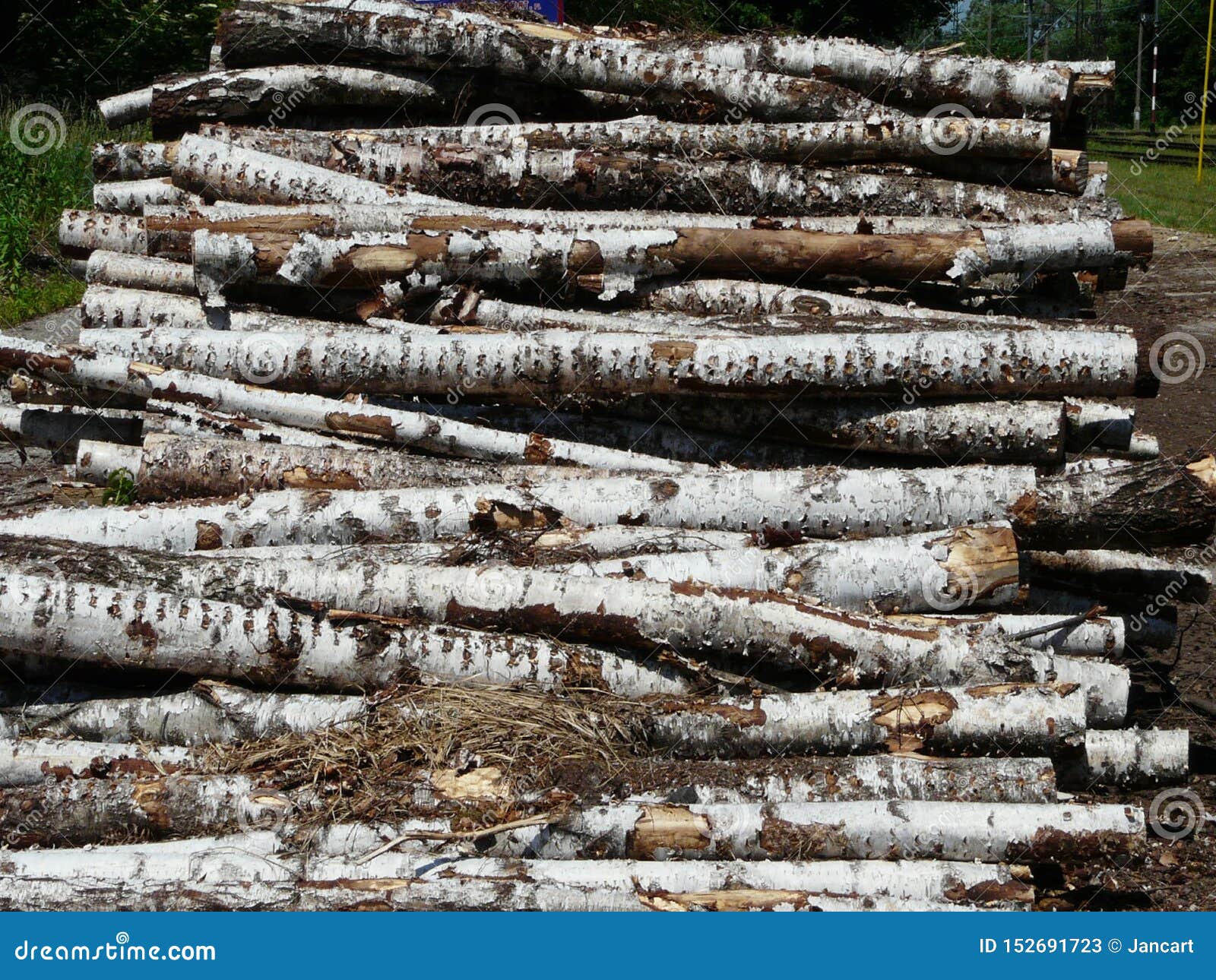 Tree Trunk Texture Light Brown Stock Image - Image of trunk, landscape ...