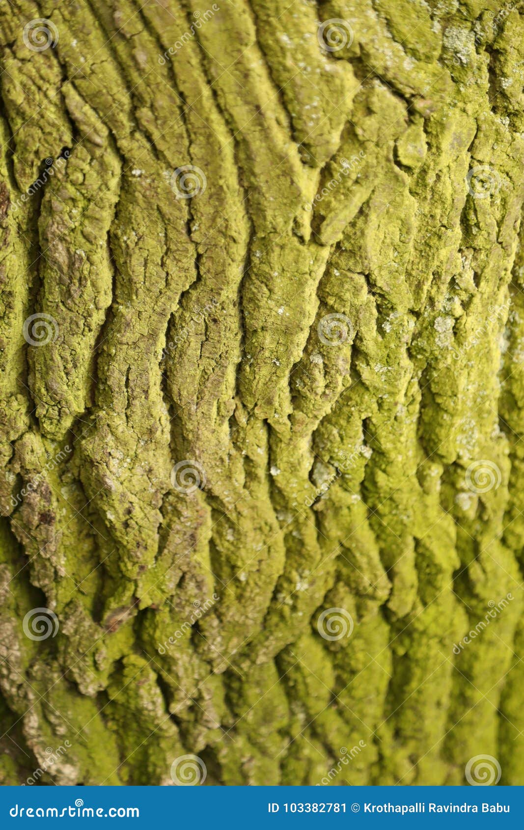 Tree Trunk Texture Macro Shot Stock Image - Image of industry, hardwood ...
