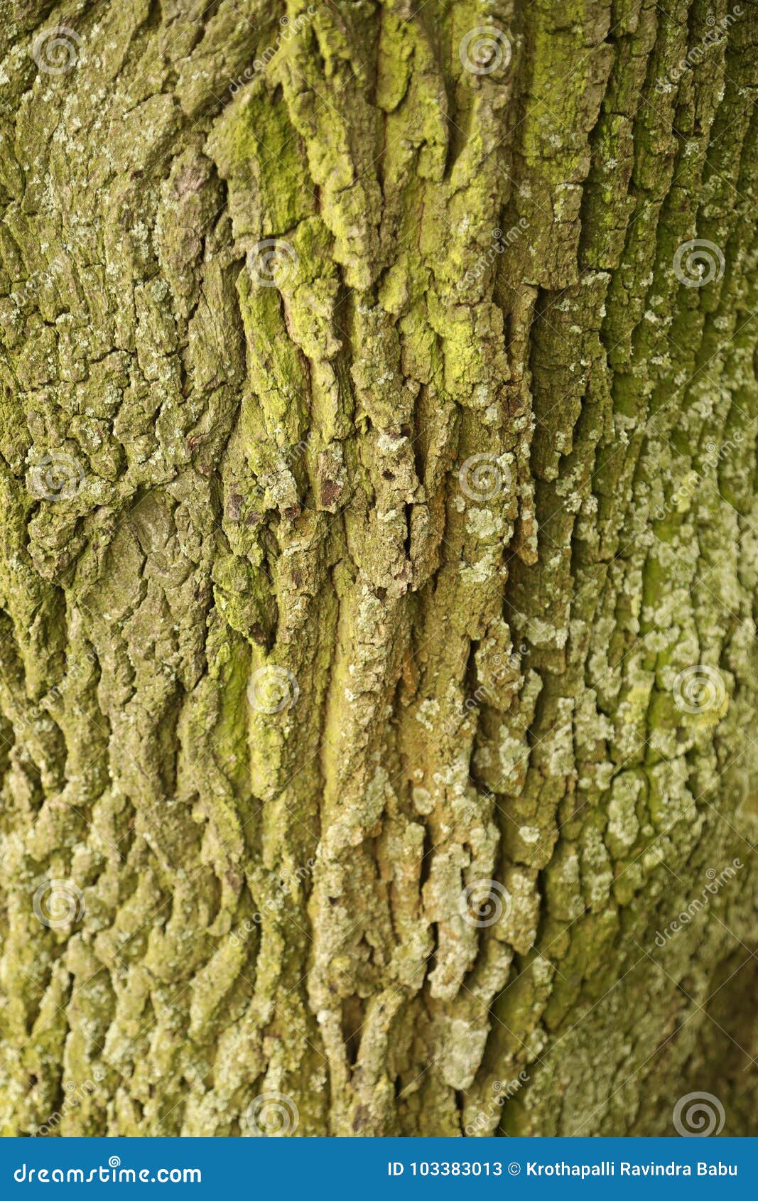 Tree Trunk Texture Macro Shot Stock Image - Image of detail, rugged ...