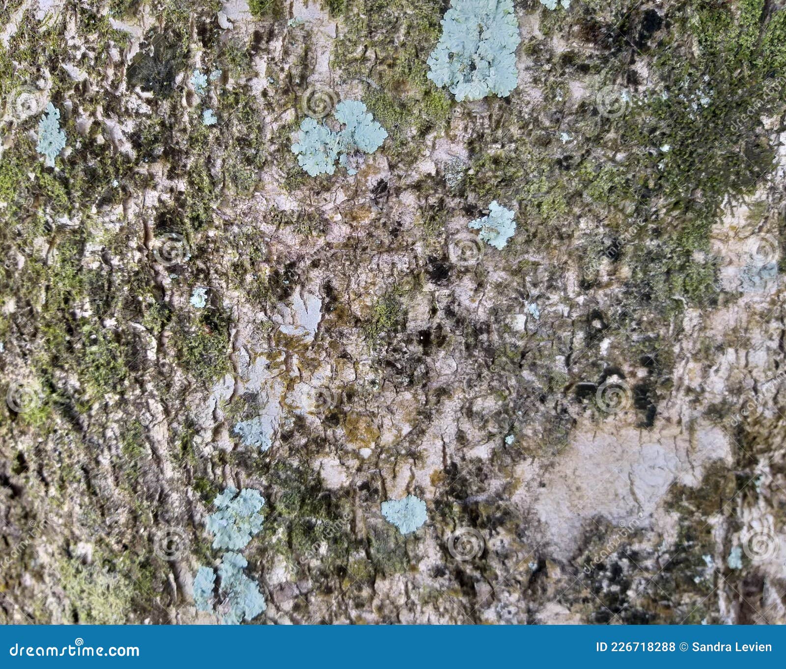 Tree Trunk Texture with Moss. Natural Tree Texture with Different Types ...