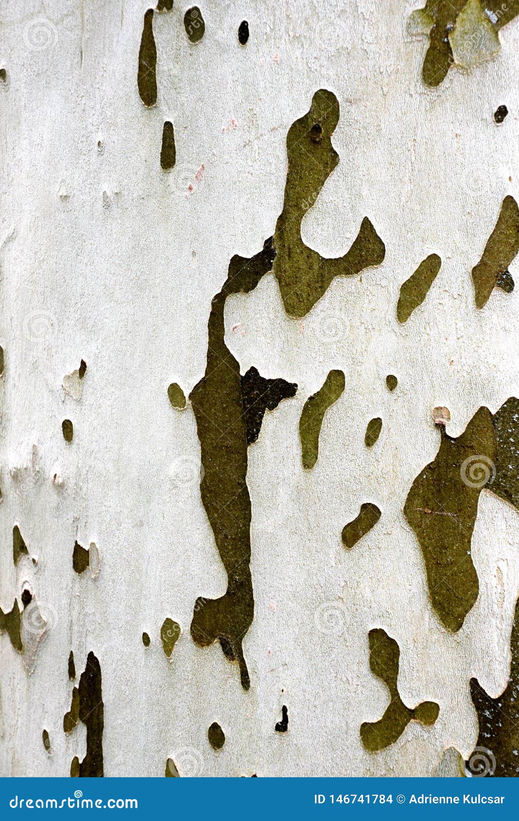 Tree Trunk Texture, Nature Abstract Stock Photo - Image of close ...