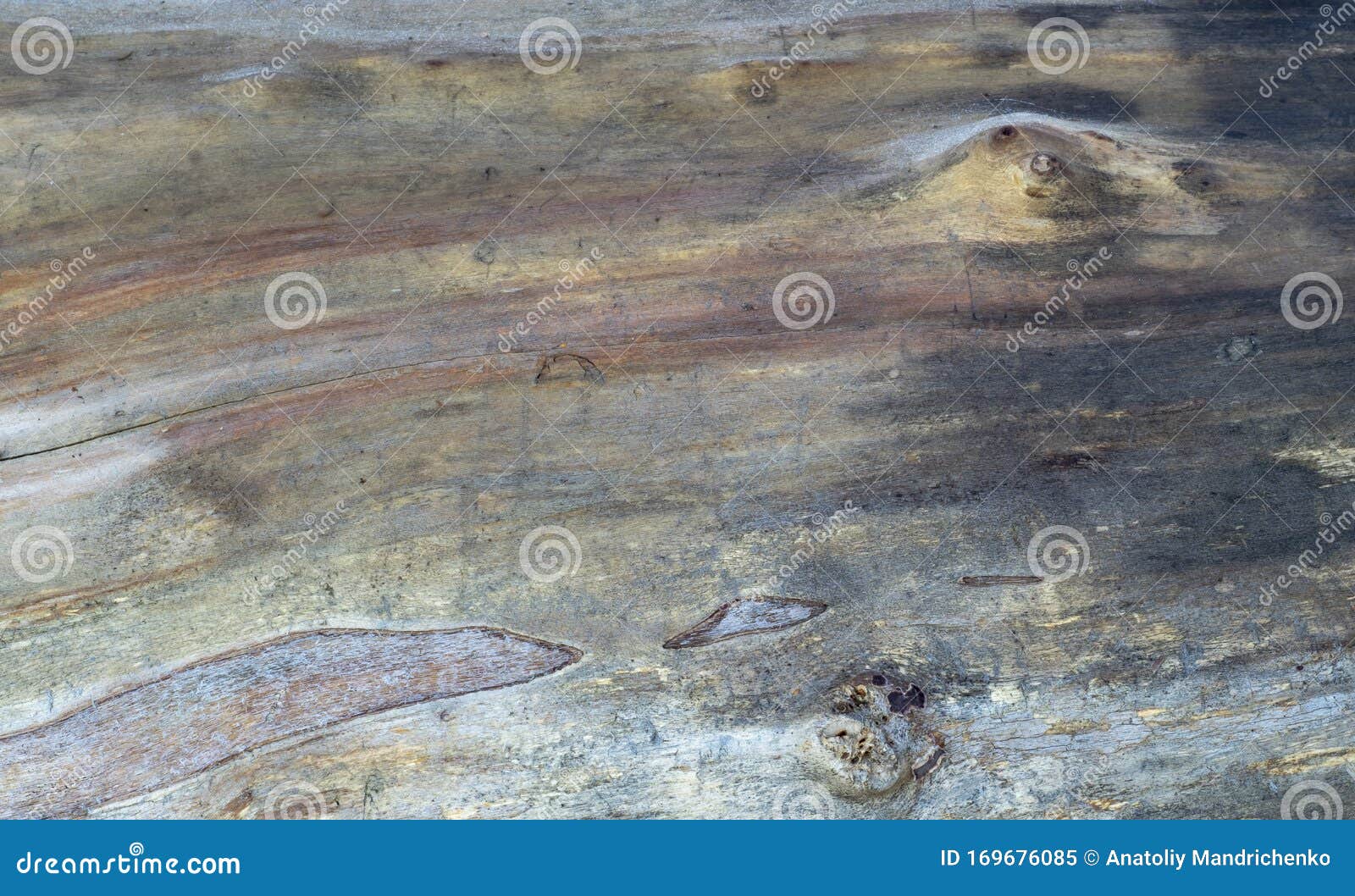 Tree trunk texture stock image. Image of tree, grunge - 169676085