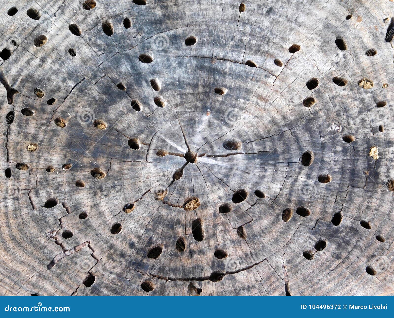 Tree Trunk Texture Outdoors Stock Photo - Image of plant, flora: 104496372