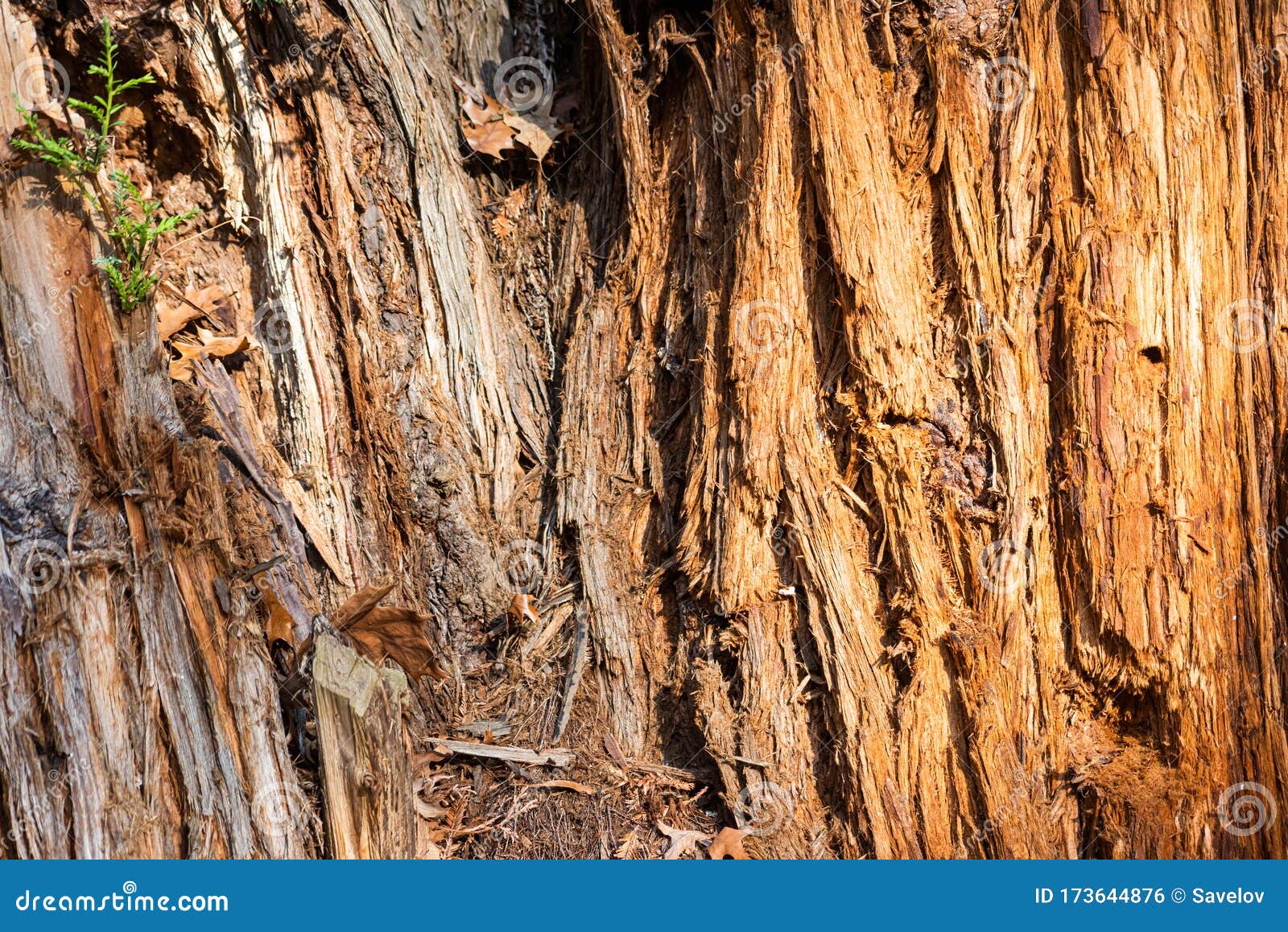 Tree Trunk Texture of Sequoia Sempervirens Stock Photo - Image of ...