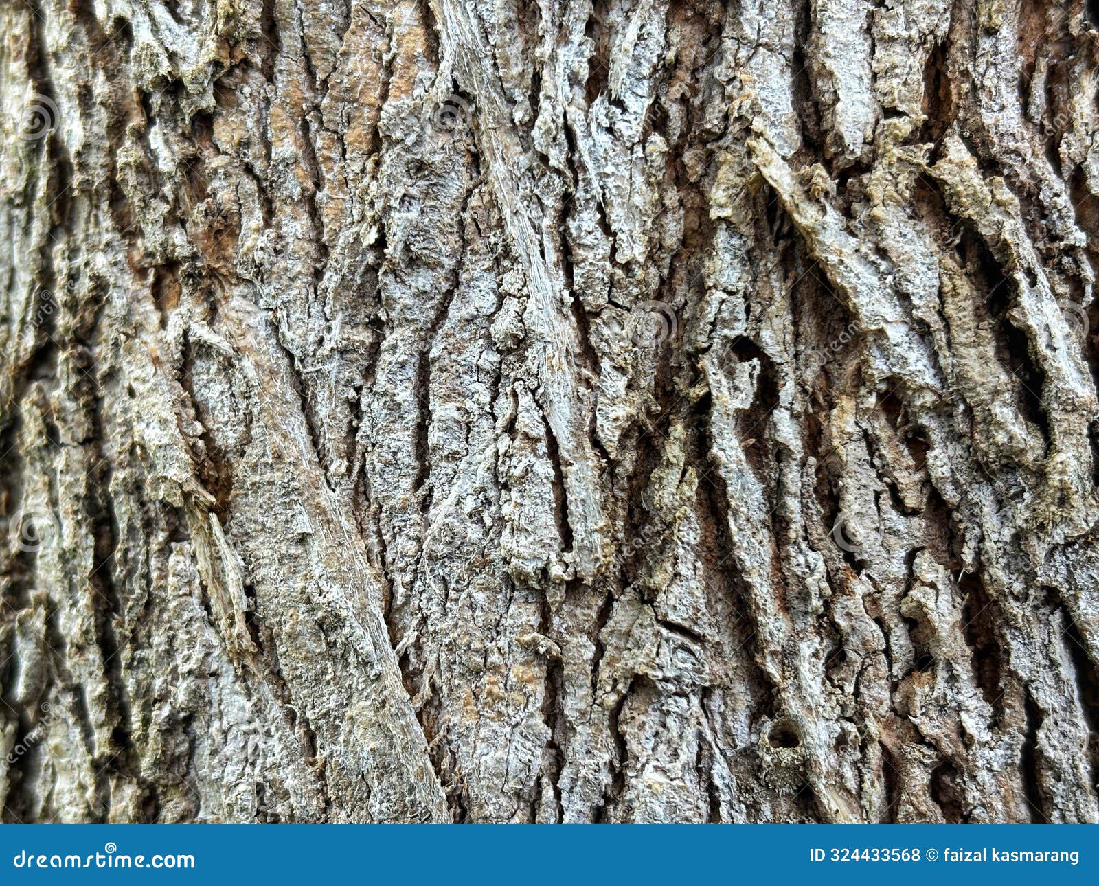 Trunk Texture Background Wallpaper. Tree Stem Texture. Stem Pattern ...