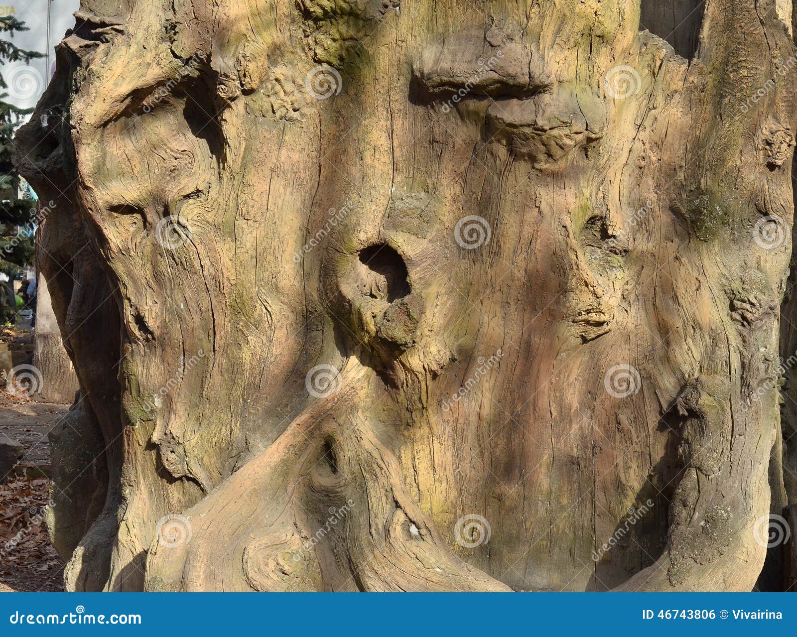 Tree Trunk Texture, Tree Bark Texture Stock Photo - Image of detail ...