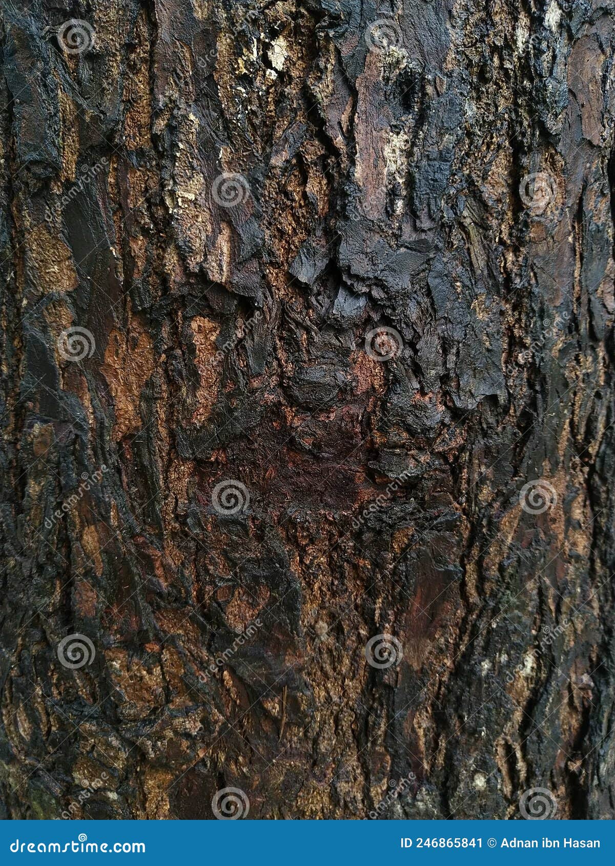 Tree trunk Texture stock image. Image of trunk, flower - 246865841