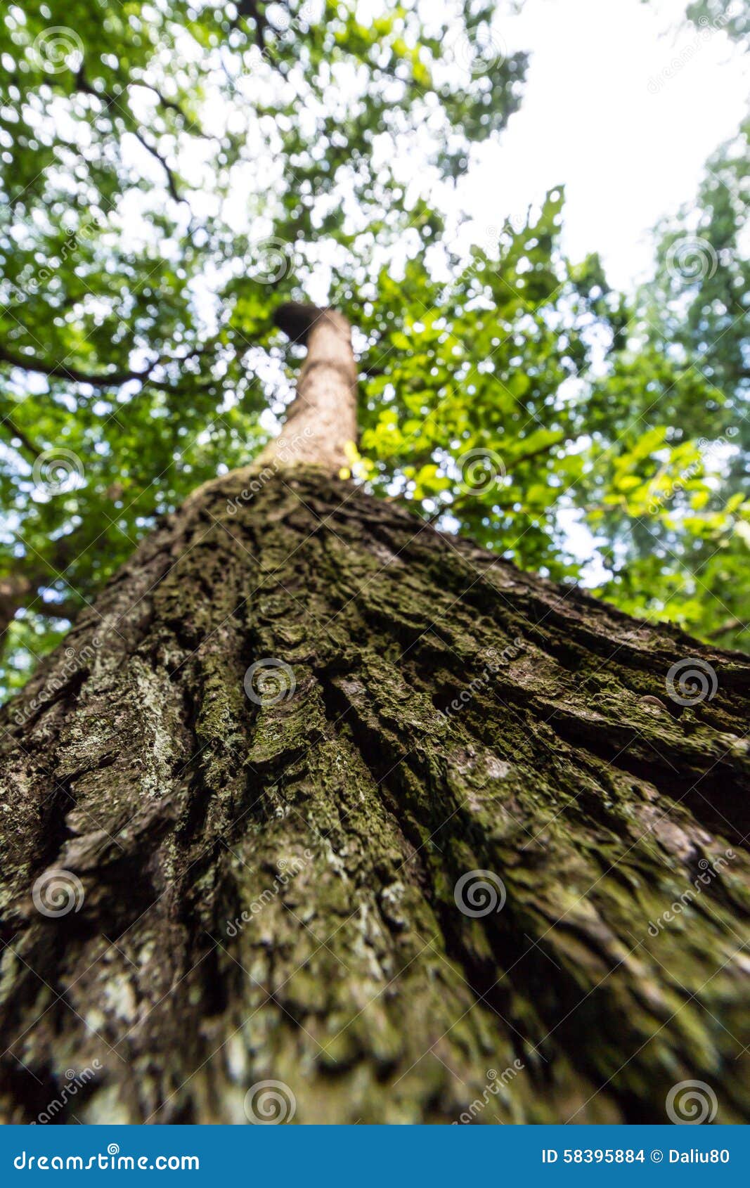 Tree / Trunk Texture with Very Shallow Depth of Field Stock Photo ...