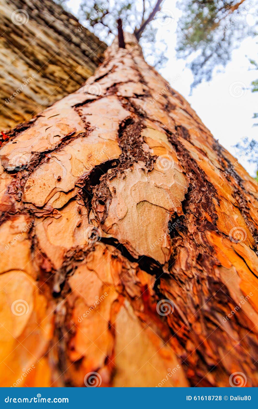 Tree / Trunk Texture with Very Shallow Depth of Field Stock Photo ...