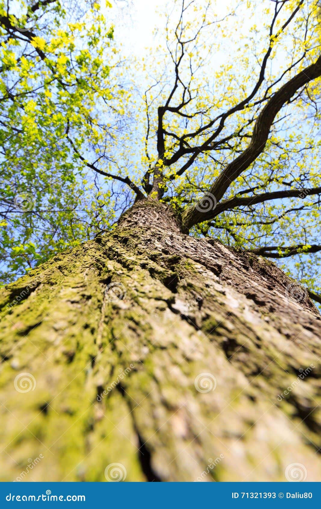 Tree / Trunk Texture with Very Shallow Depth of Field Stock Image ...