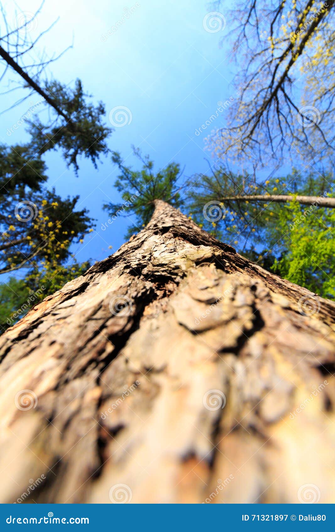 Tree / Trunk Texture with Very Shallow Depth of Field Stock Image ...