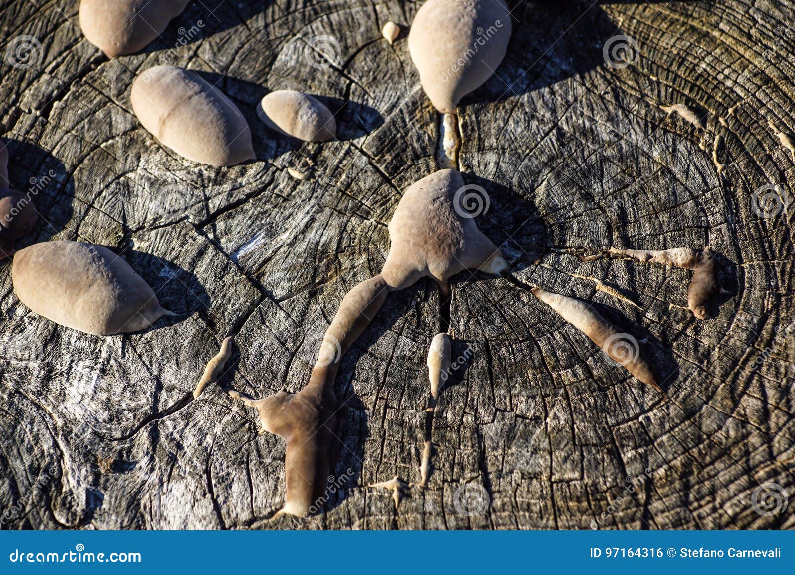 Tree Trunk Texture with Very Shallow Depth of Field Stock Photo - Image ...