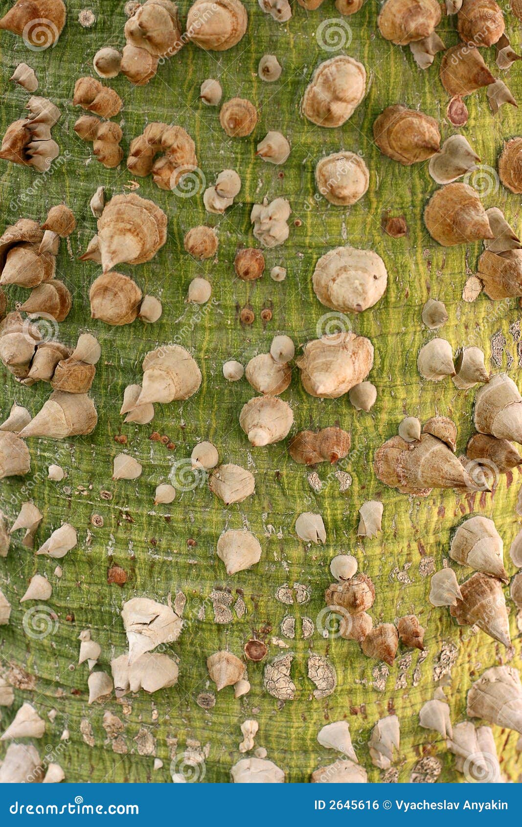 Tree trunk with thorns stock photo. Image of bark, textured - 2645616