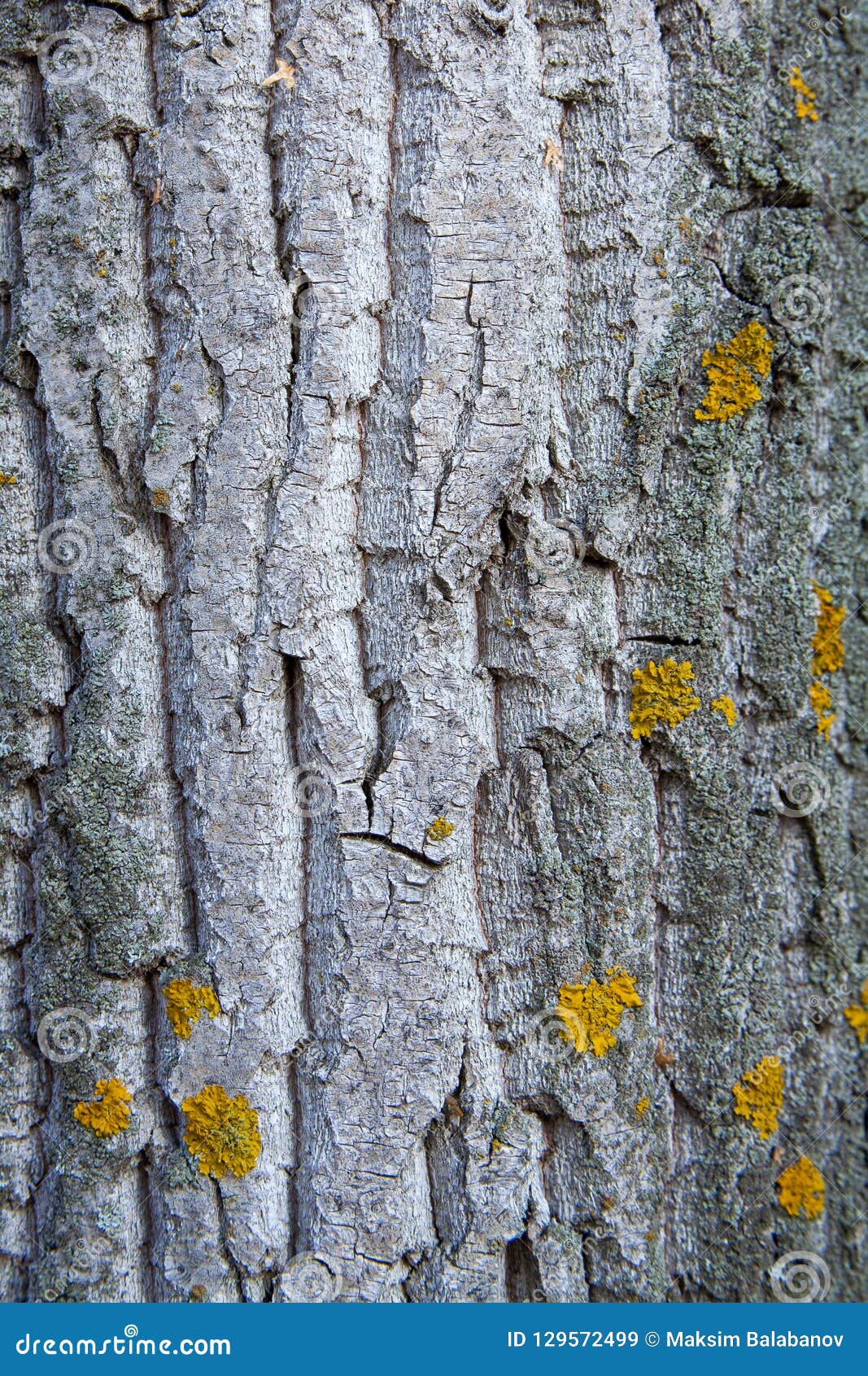 Tree trunk tissue stock image. Image of bark, abstract - 129572499