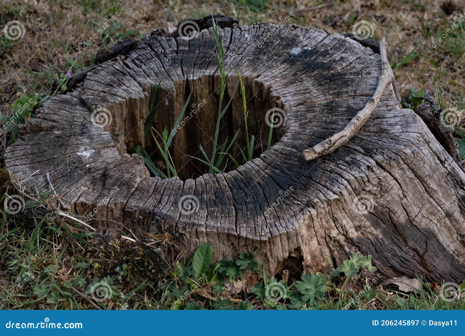 Tree Trunk Top for Your Decoration and Spring Landscape Stock Image ...
