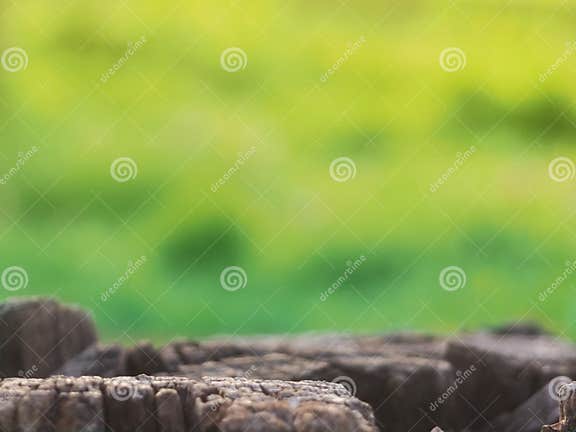 Tree Trunk Top for Your Decoration and Spring Landscape Stock Photo ...