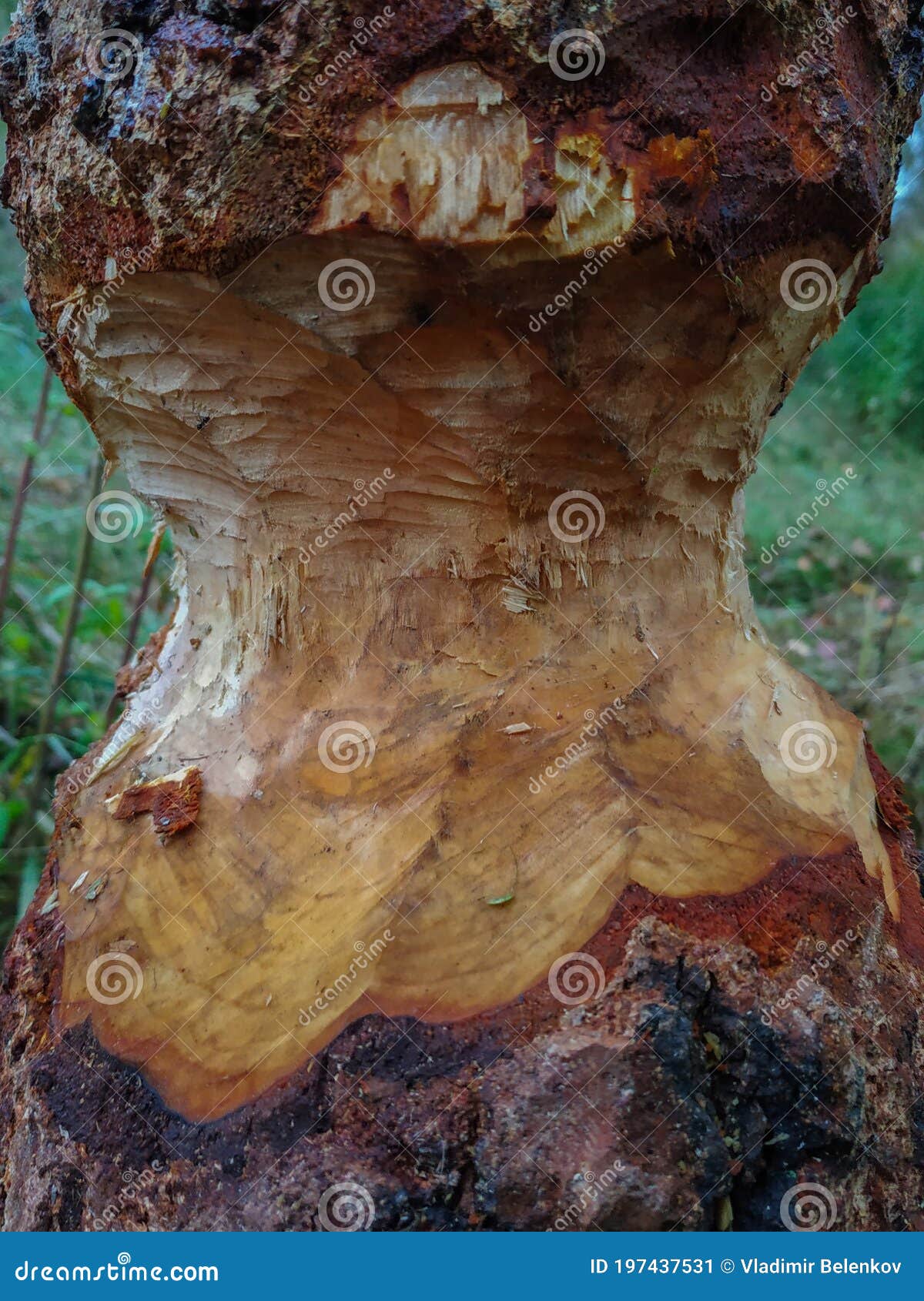 Tree Trunk with Traces of Beaver Gnawing Stock Image - Image of plant ...