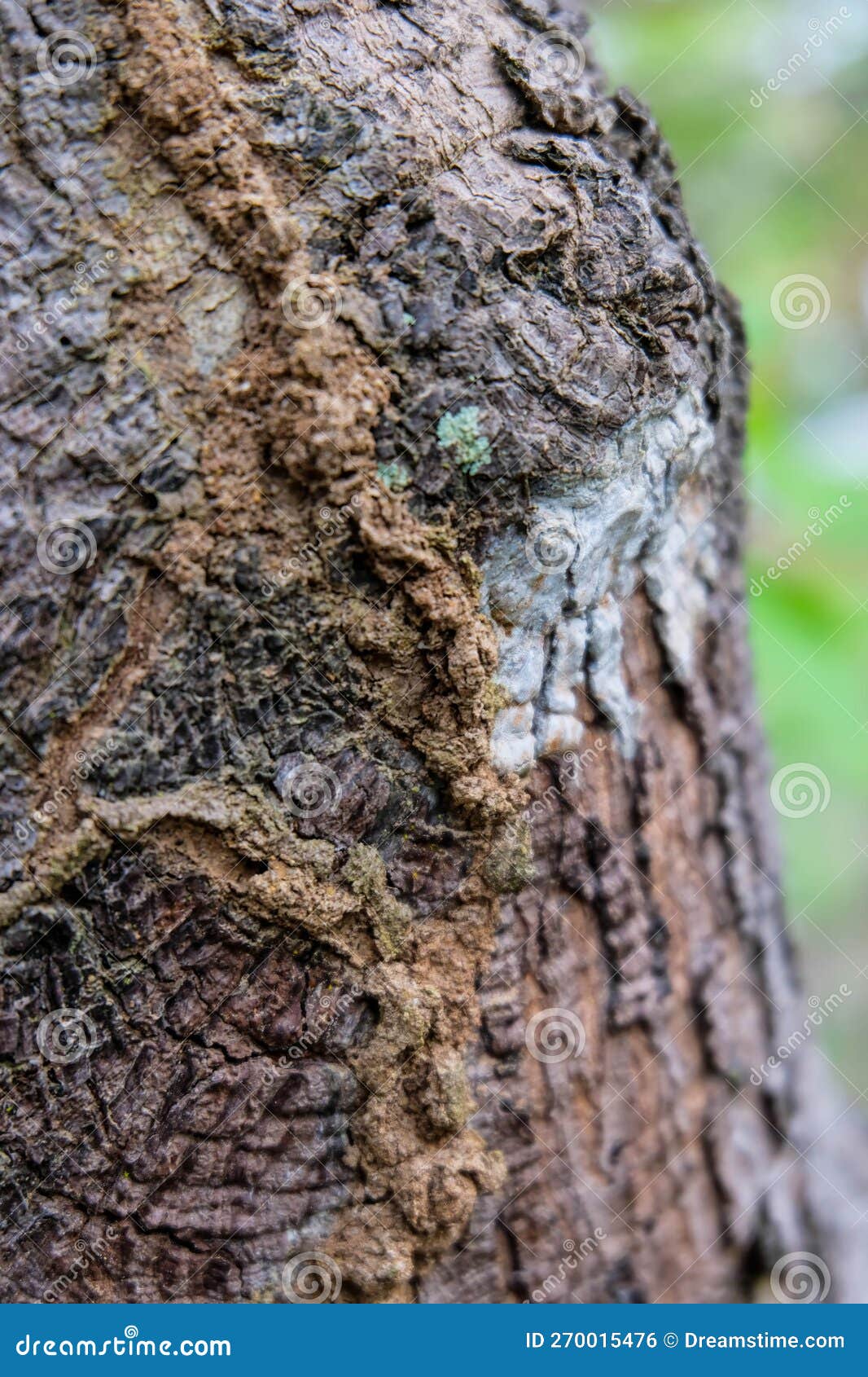 Tree Trunk with a Trail of Ants Nest Stock Photo - Image of autumn ...