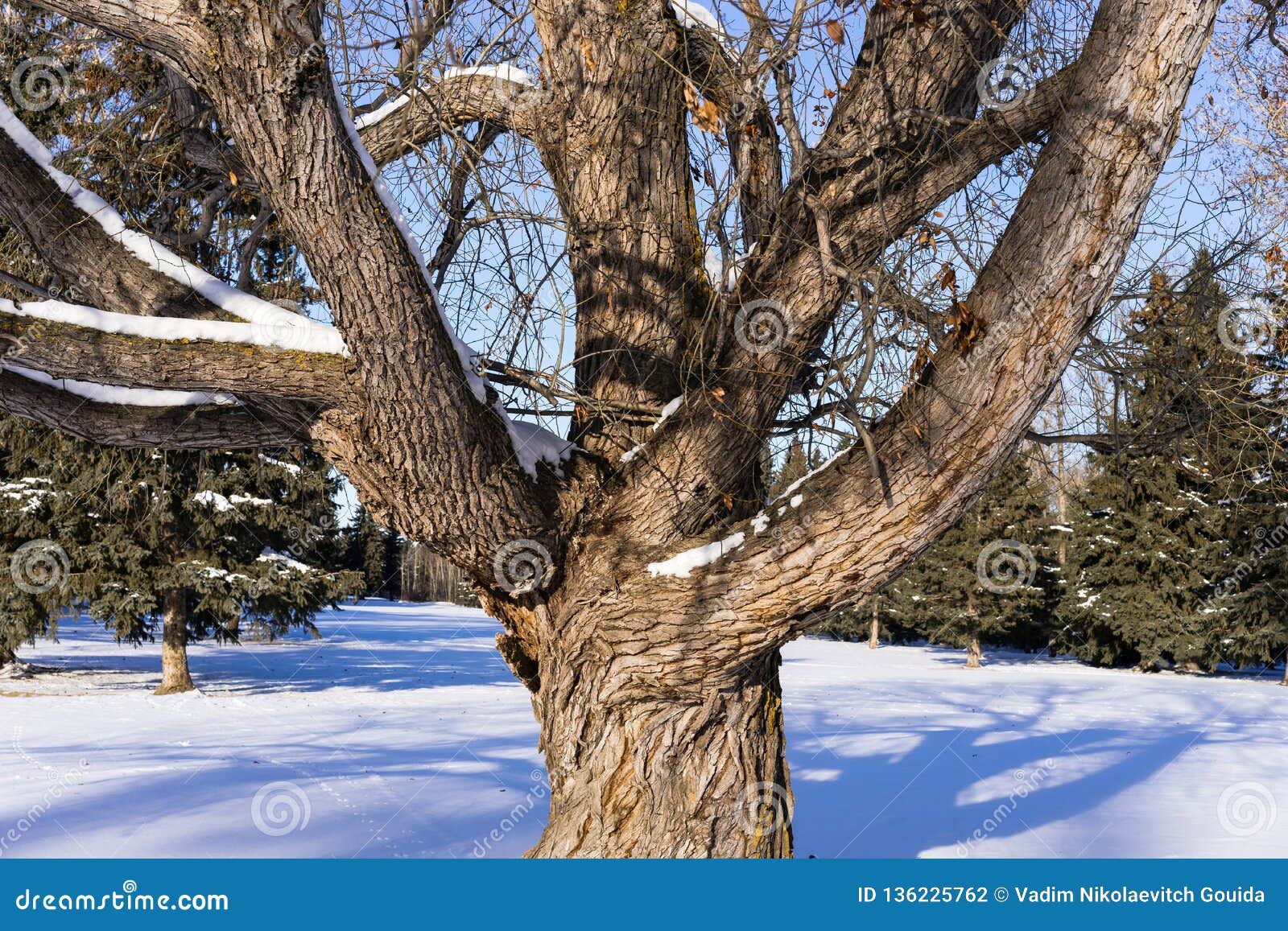Tree Trunk and Tree Branches Stock Photo - Image of wooden, sunny ...