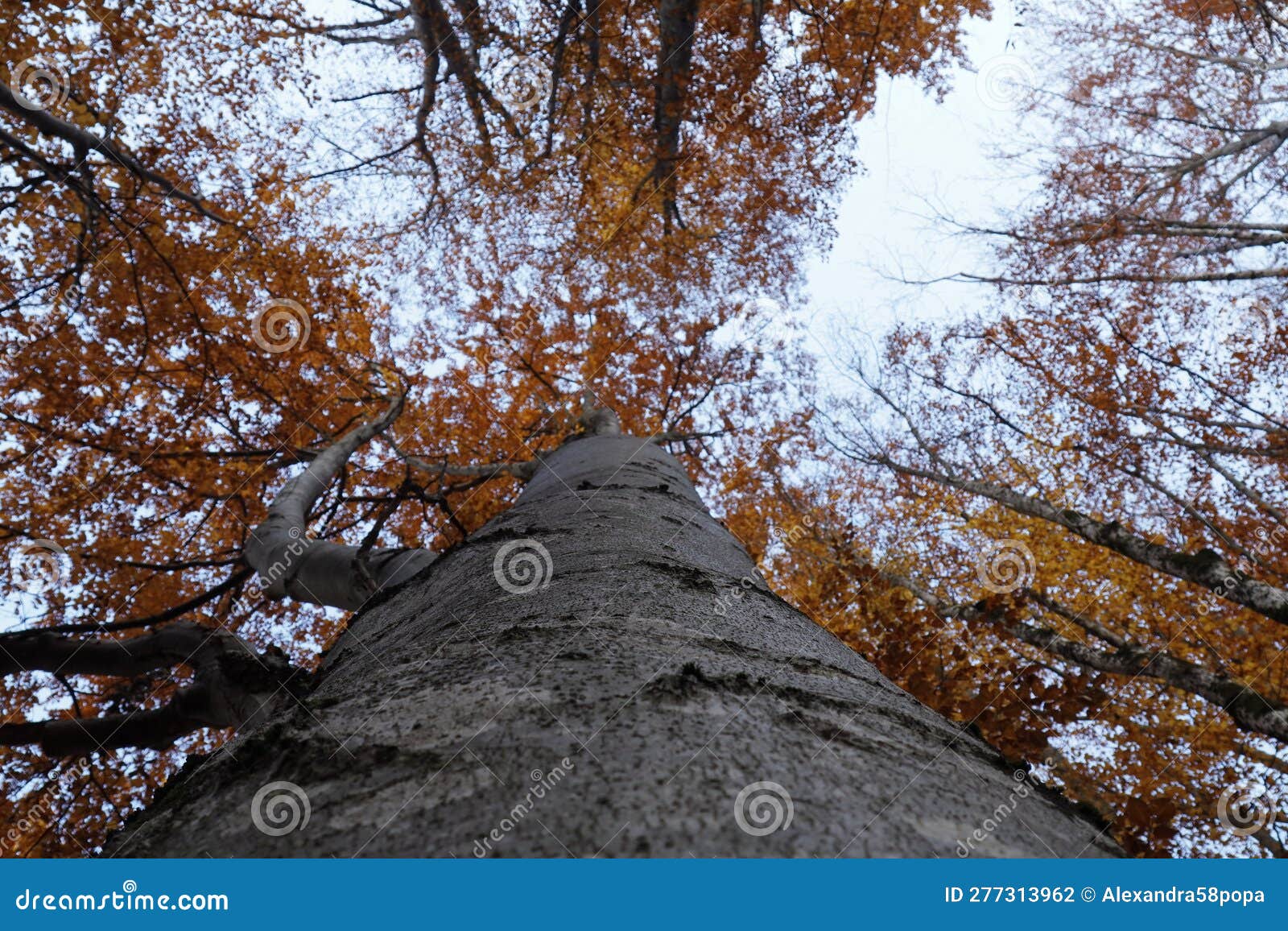 Tree Trunk and Tree Crown with a Clear Blue Sky in an Autumn Day Stock ...
