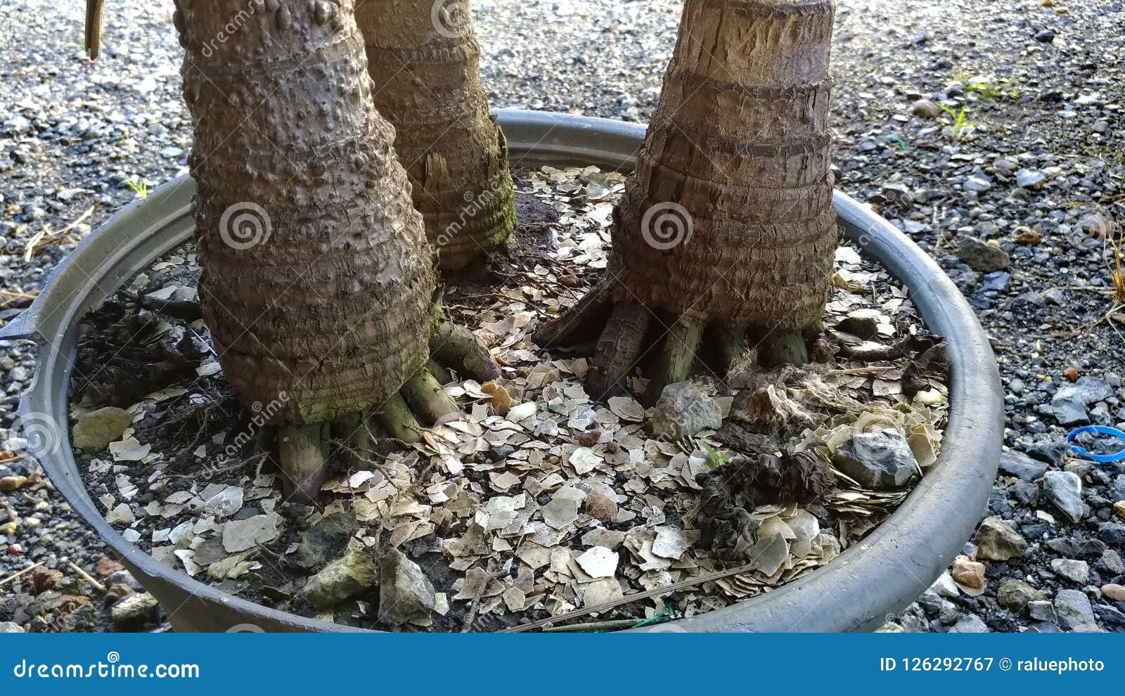 Tree Trunk and Tree Roots in Pots. Stock Image - Image of hobby, nature ...