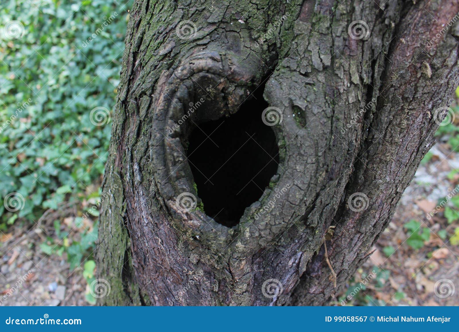 Hollow Tree trunk stock image. Image of isolated, pattern - 99058567