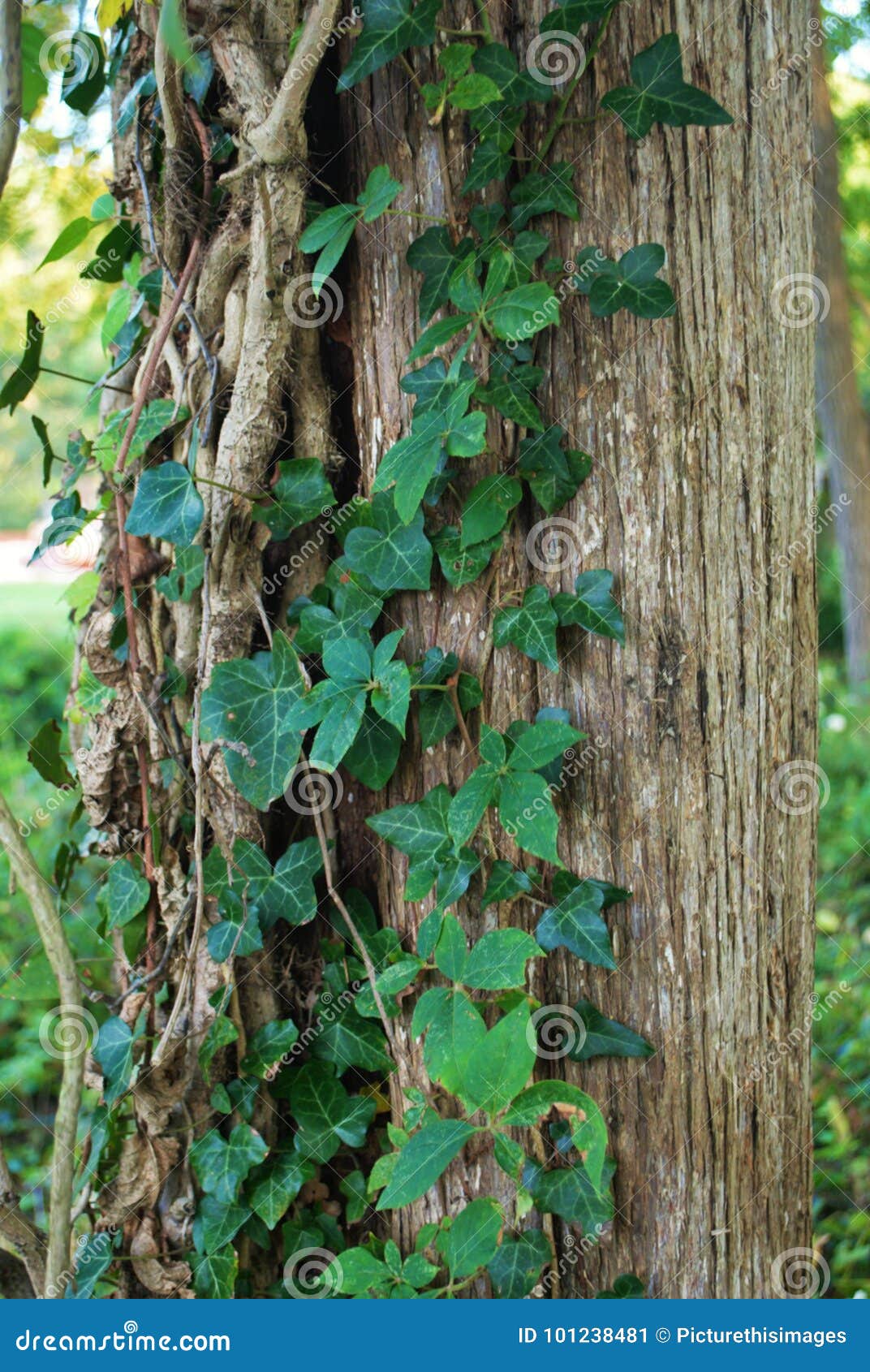 Tree trunk stock image. Image of wood, growth, park - 101238481