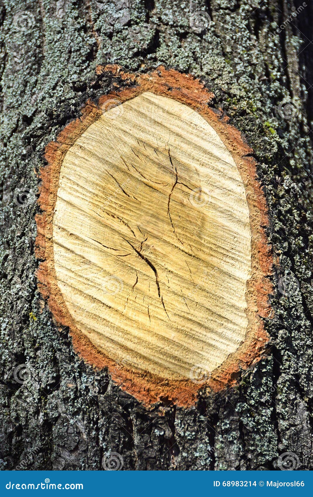Tree Trunk with Truncated Branch Stock Photo - Image of yellow ...