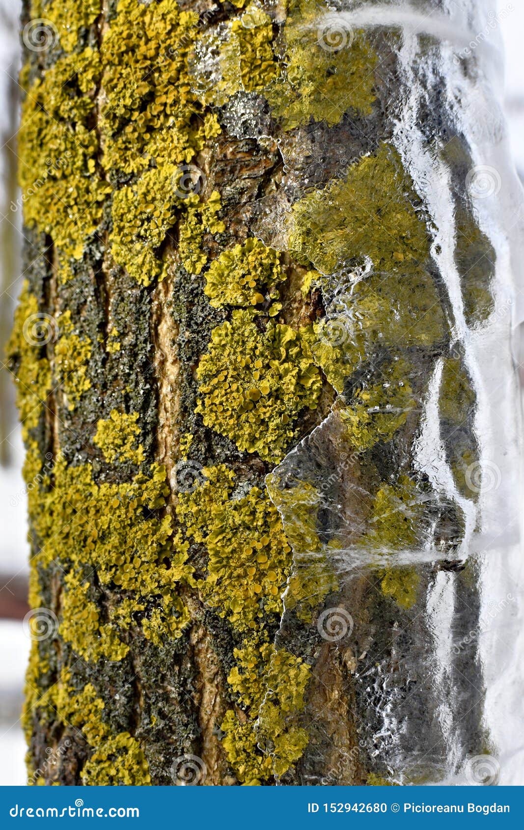 Tree trunk stock photo. Image of snow, yellow, defrost - 152942680