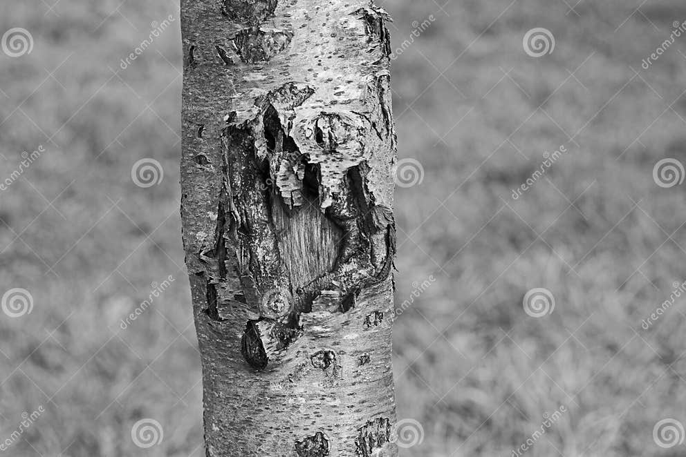 Tree Trunk stock photo. Image of growing, green, trunks - 69651152