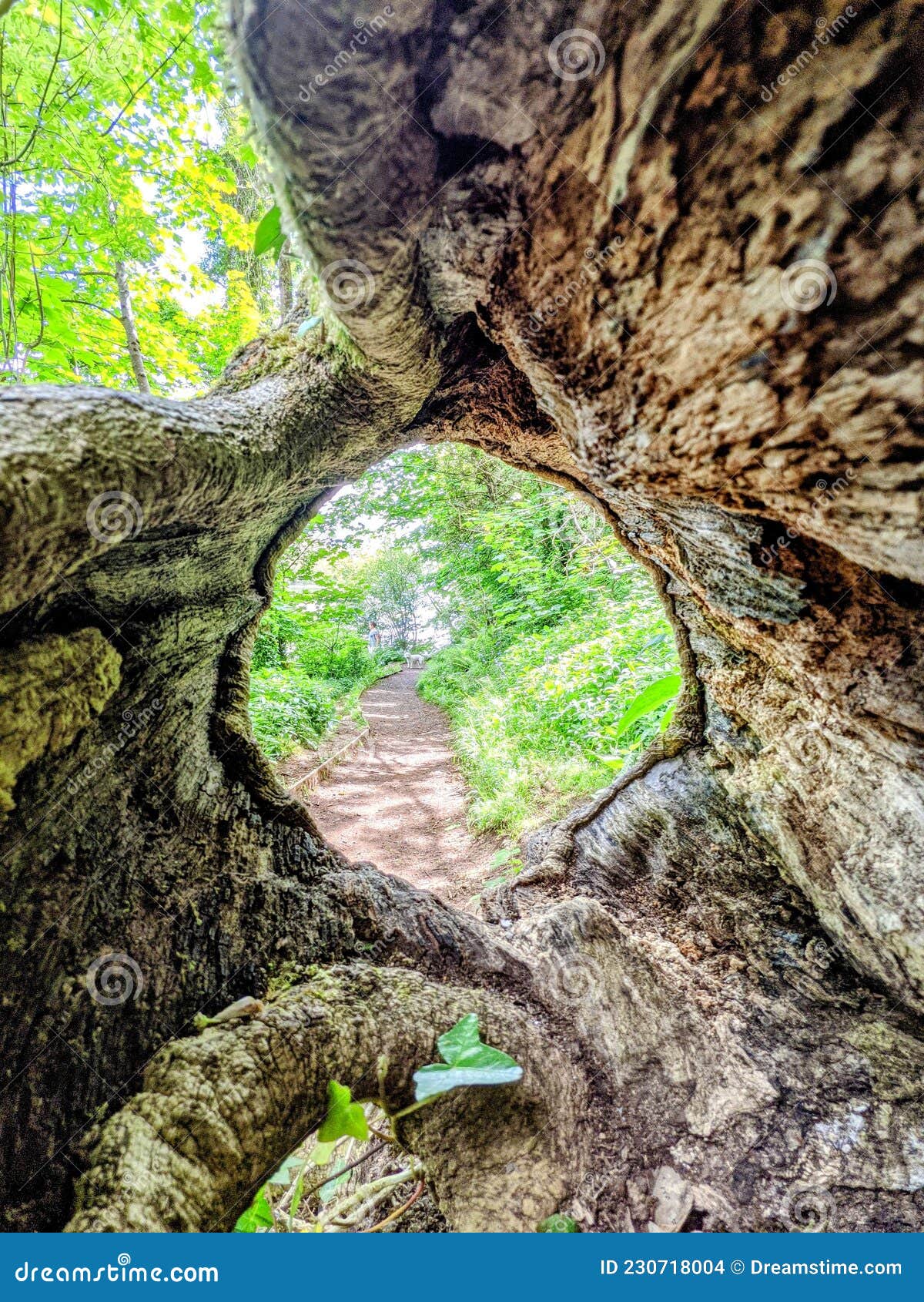 Tree Trunk Tunnel Nature Walks Stock Photo - Image of woodland, leaf ...