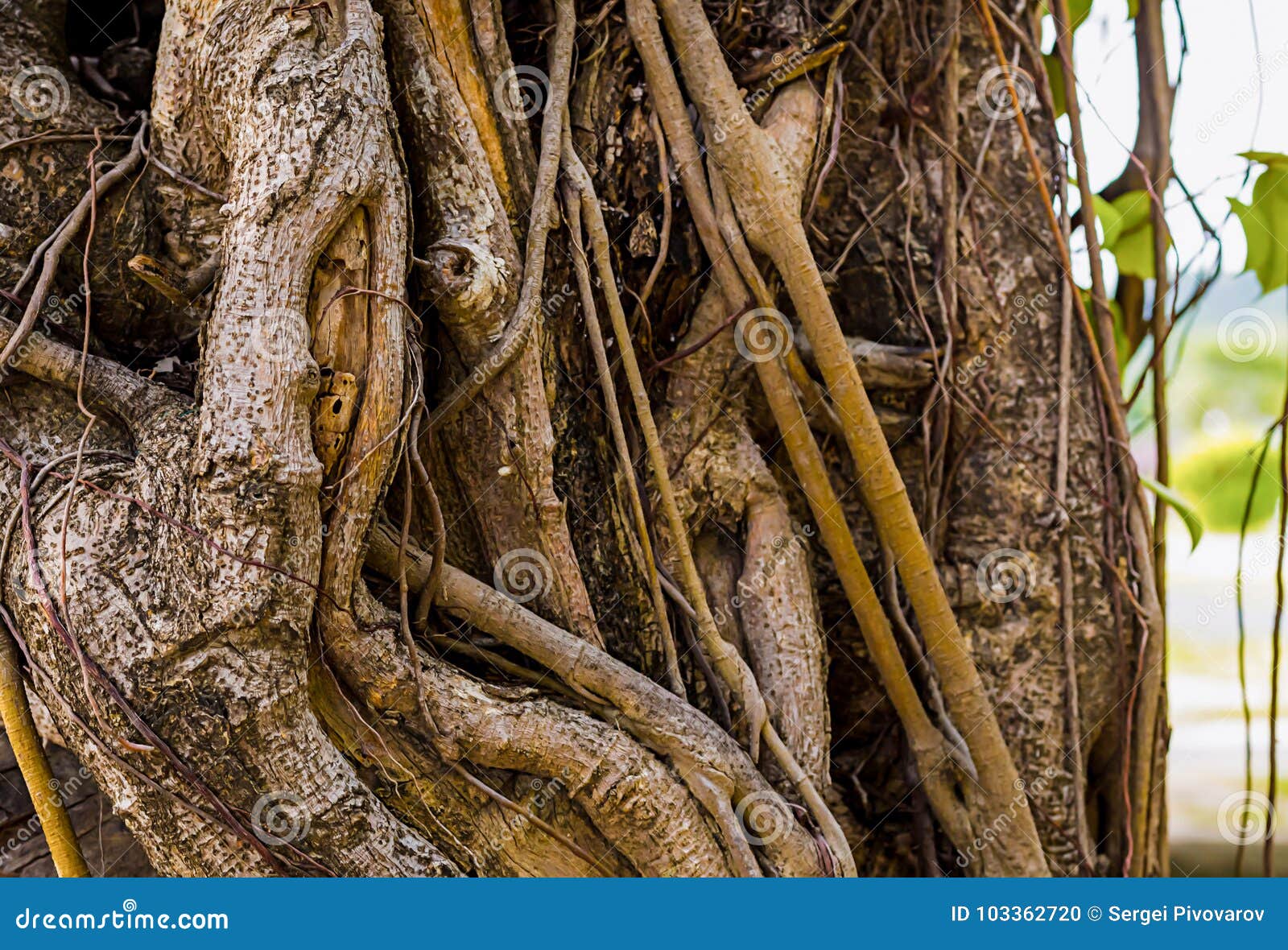 Tree Trunk Twisted Vine Natural Background, Brown Texture Stock Photo ...
