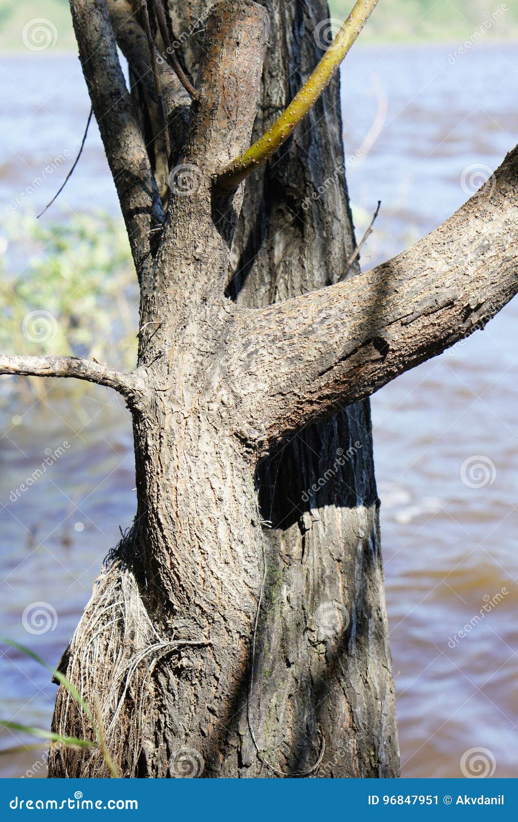 1,642 Brier Tree Stock Photos - Free & Royalty-Free Stock Photos from ...