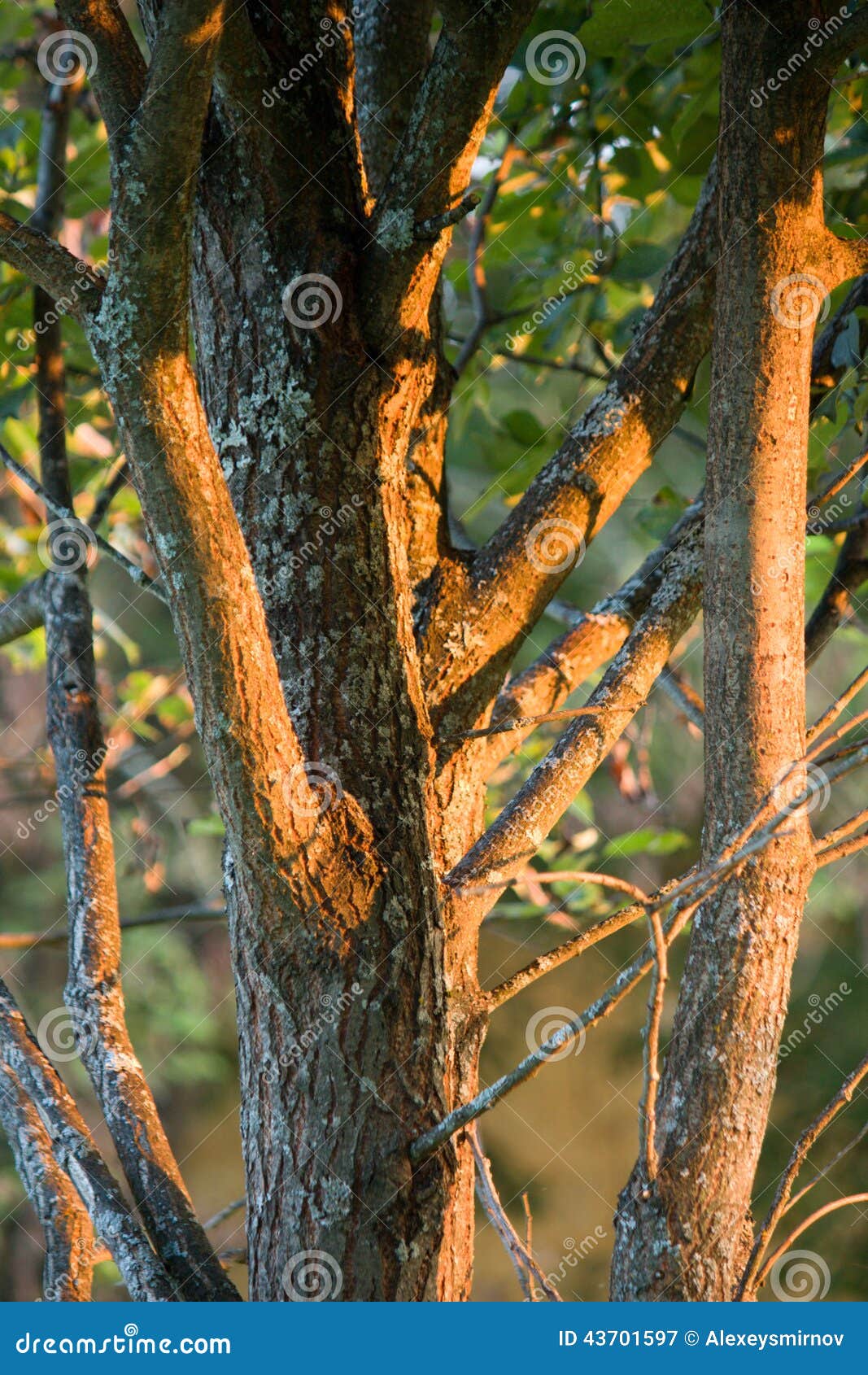 Tree Trunk Under Sunset Light Stock Image - Image of light, nature ...