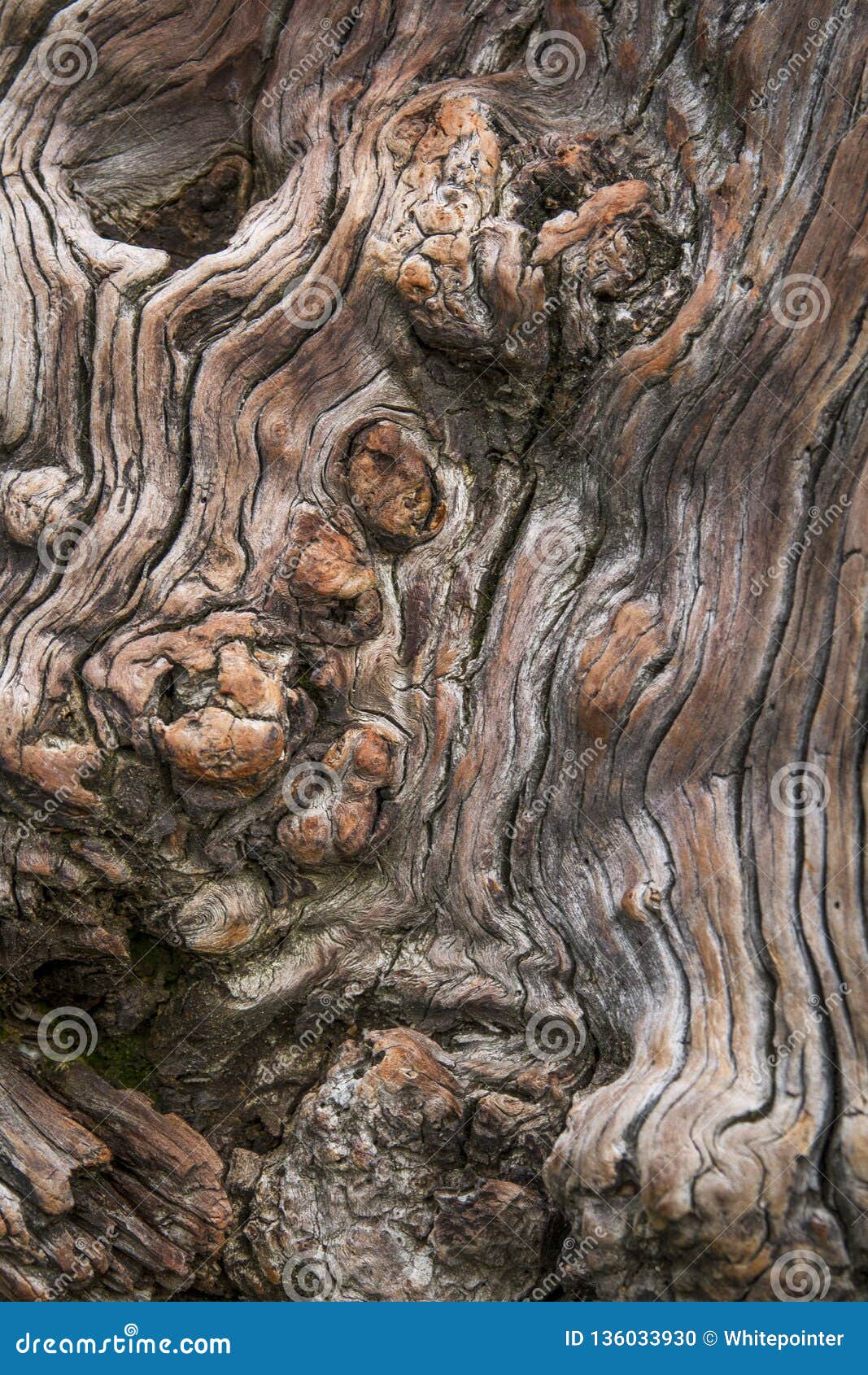 The Tree Trunk Unique Texture and Shape Stock Photo - Image of texture ...